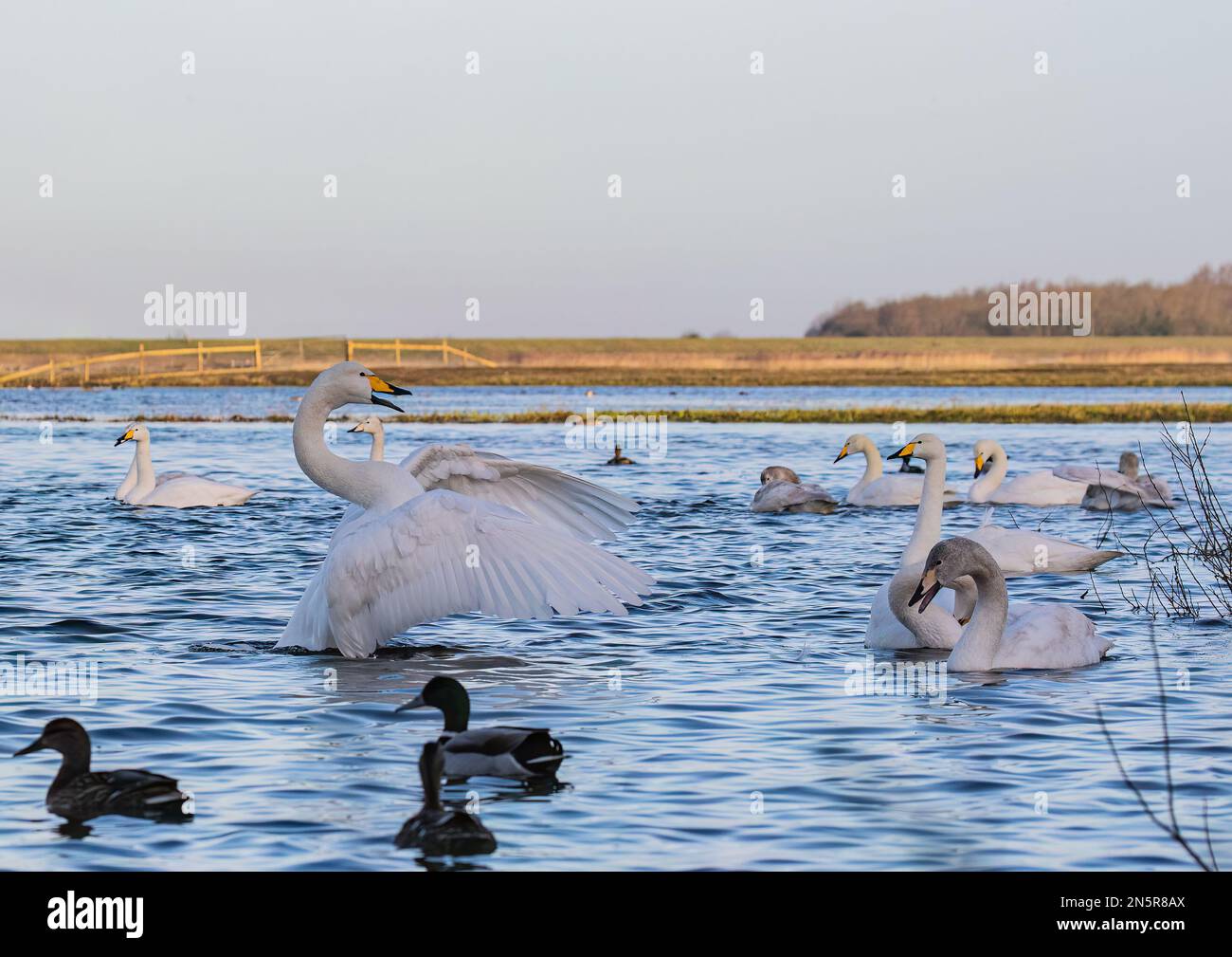 Preaching to the masses . An unusual Whooper Swan(Cygnus cygnus ...