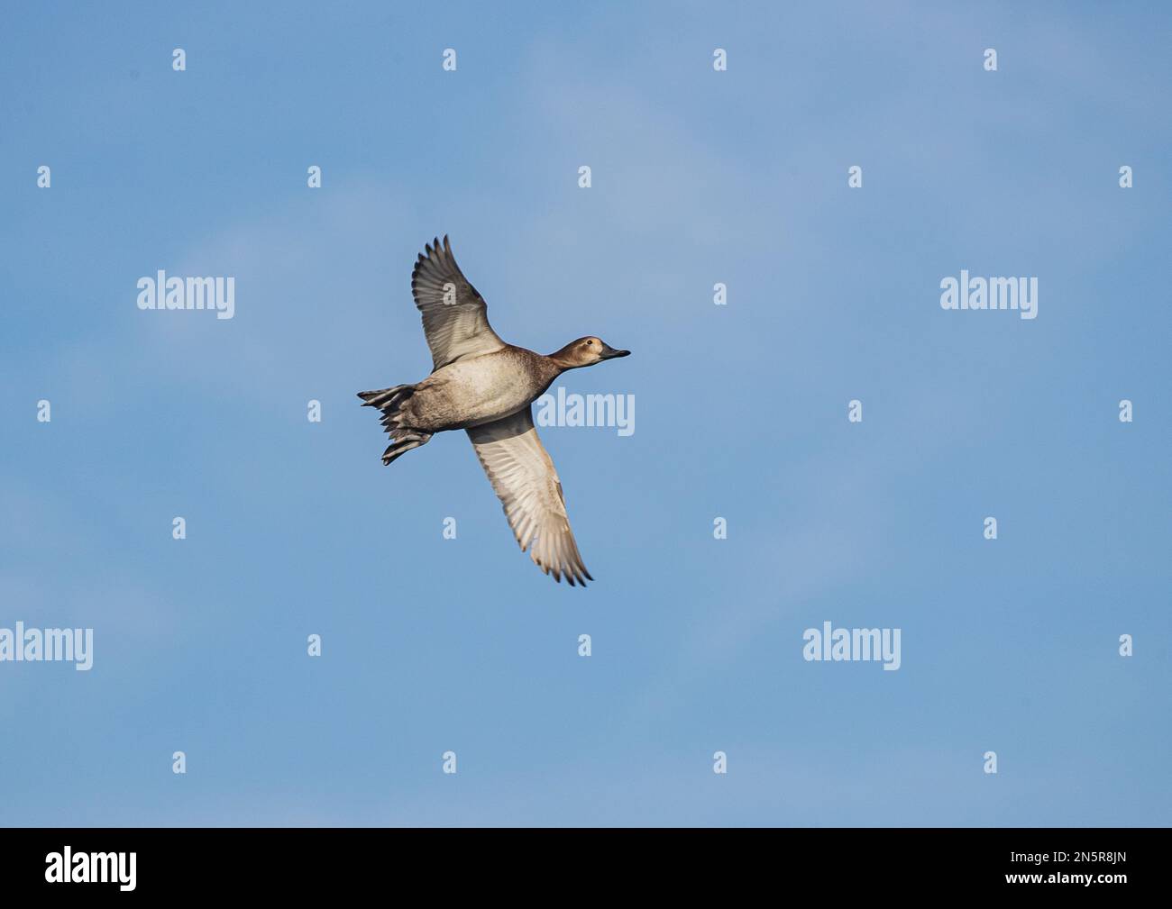 An adult female Pochard duck ( Aythya ferina) taking off in flight ...