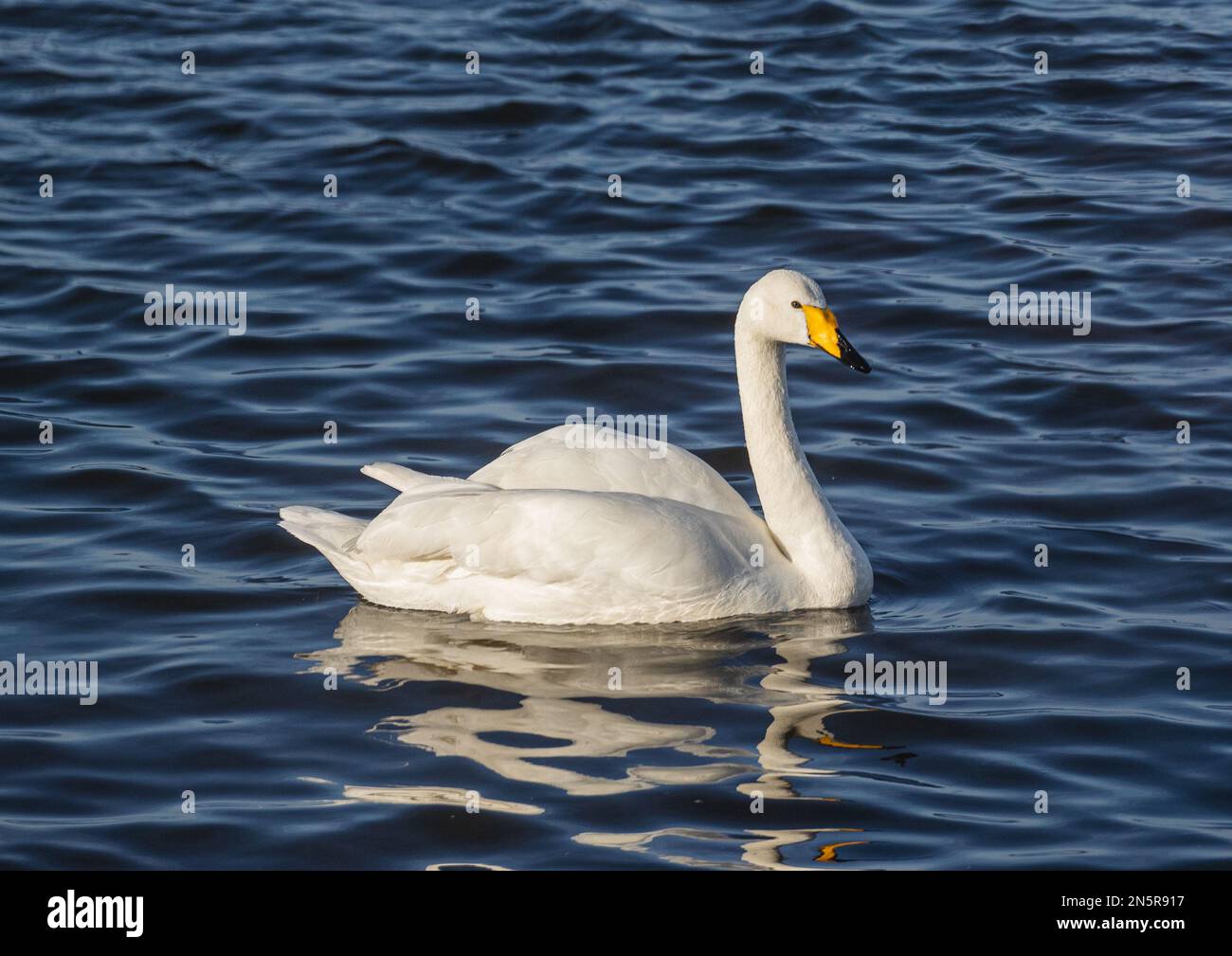 A Whooper Swan(Cygnus cygnus) showing the characteristic beak ...