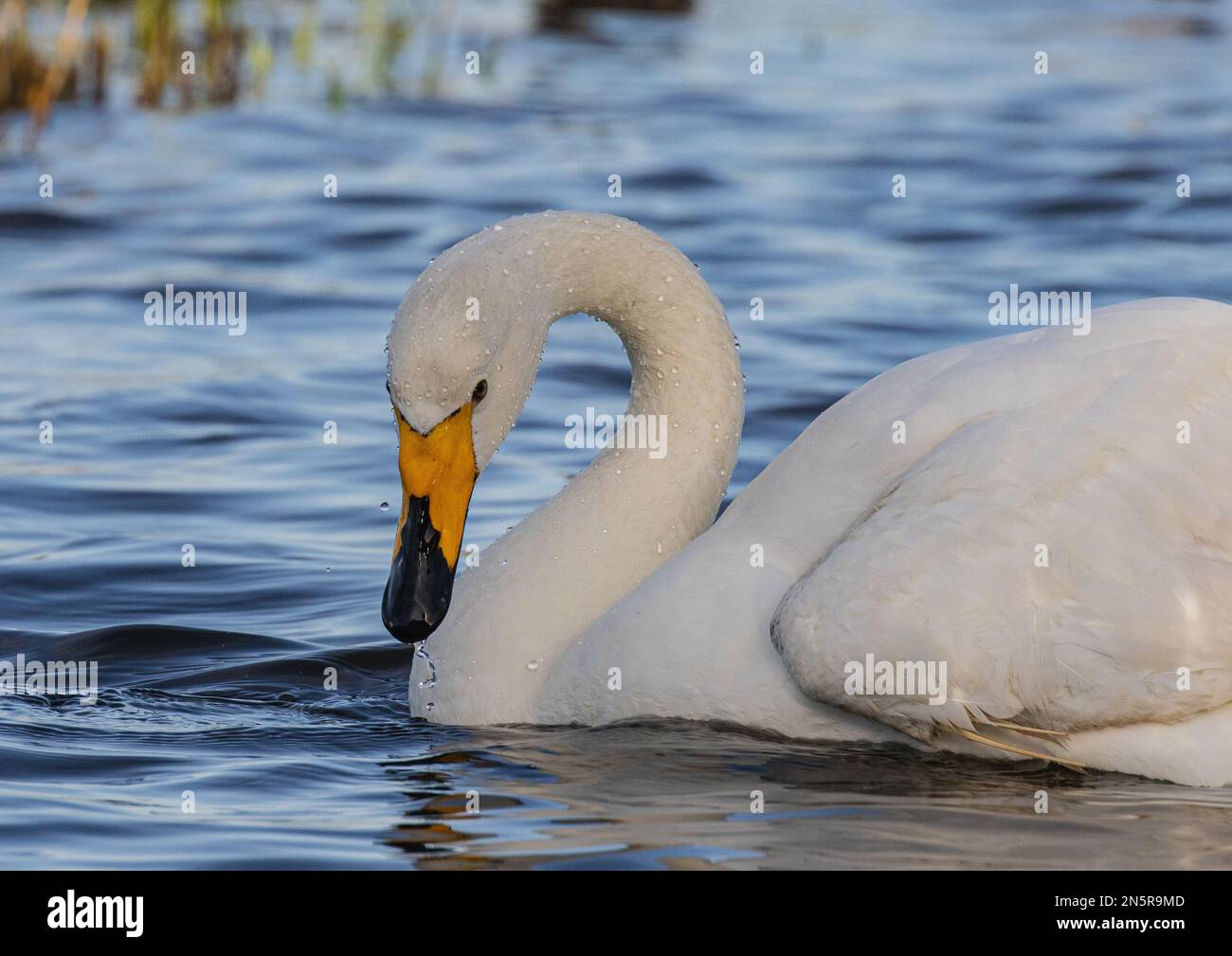 A Whooper Swan(Cygnus cygnus) showing the characteristic beak ...