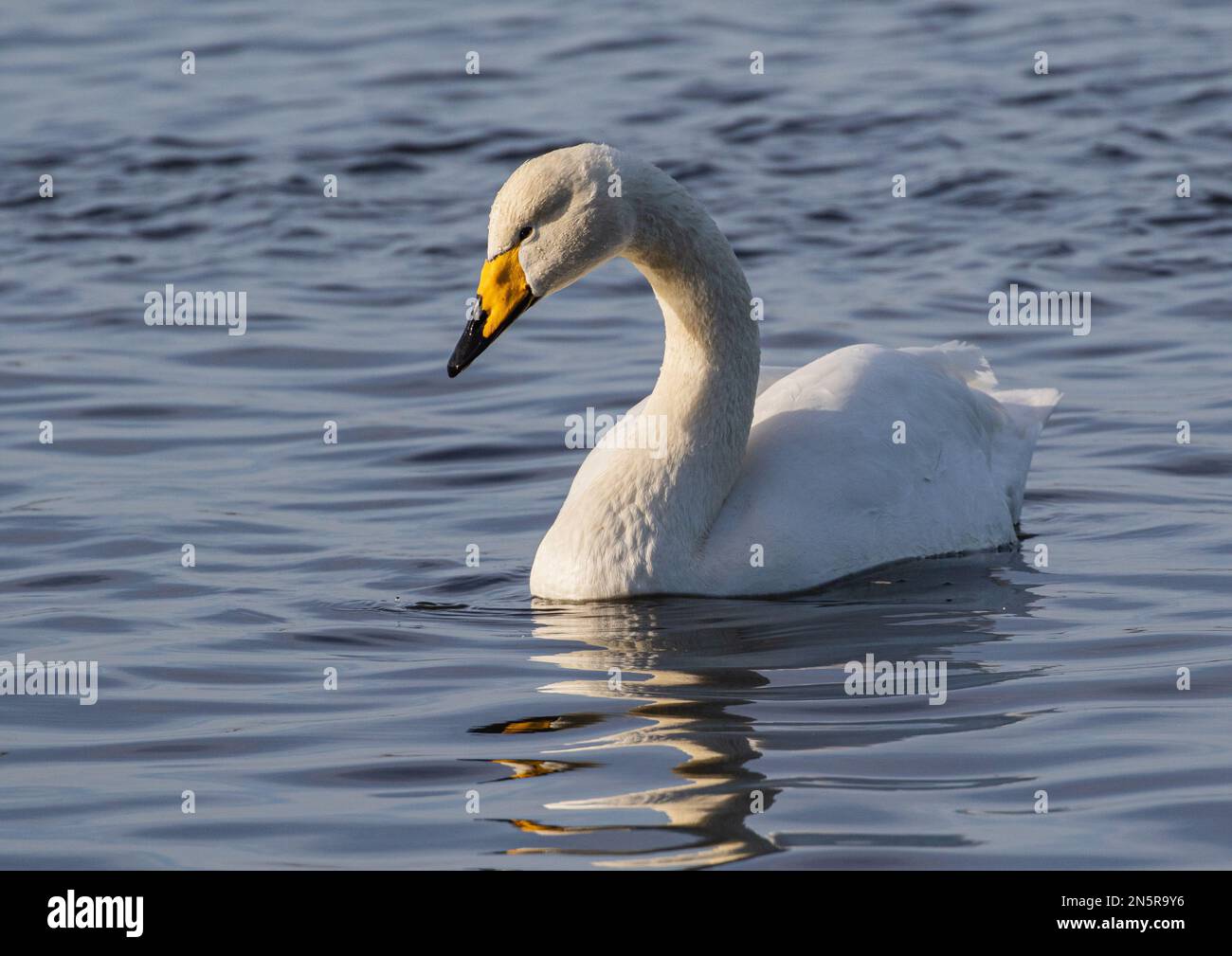 A Whooper Swan(Cygnus cygnus) showing the characteristic beak ...