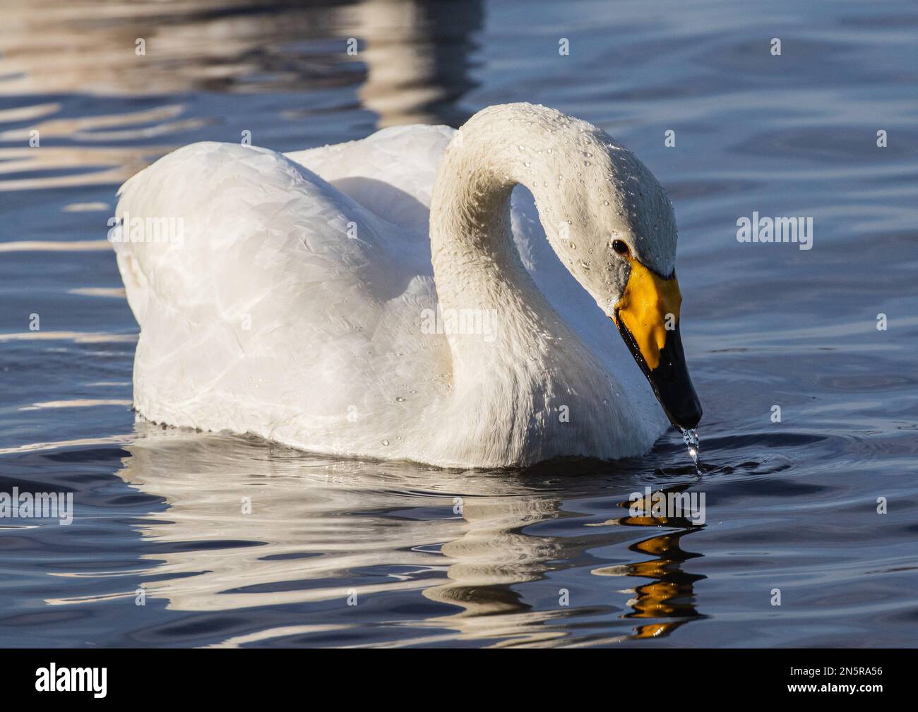 A Whooper Swan(Cygnus cygnus) showing the characteristic beak ...