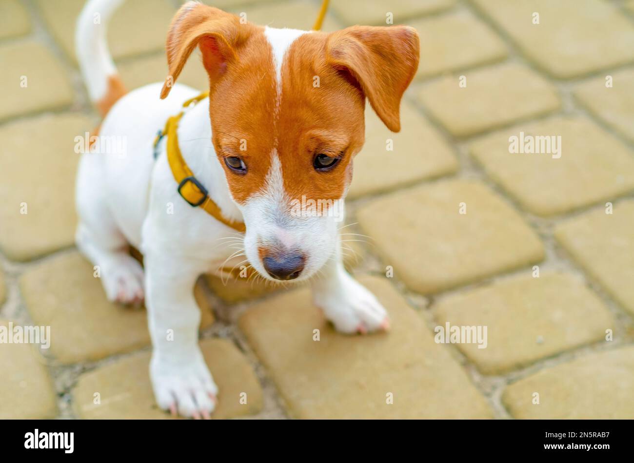 Small dog with cheerful and gentle expression is sitting on cobblestone ...