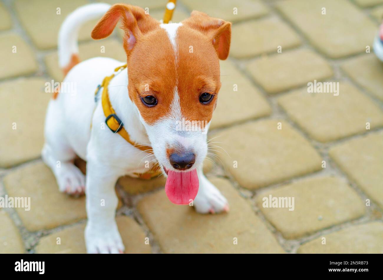 Small dog with cheerful and gentle expression is sitting on cobblestone ...