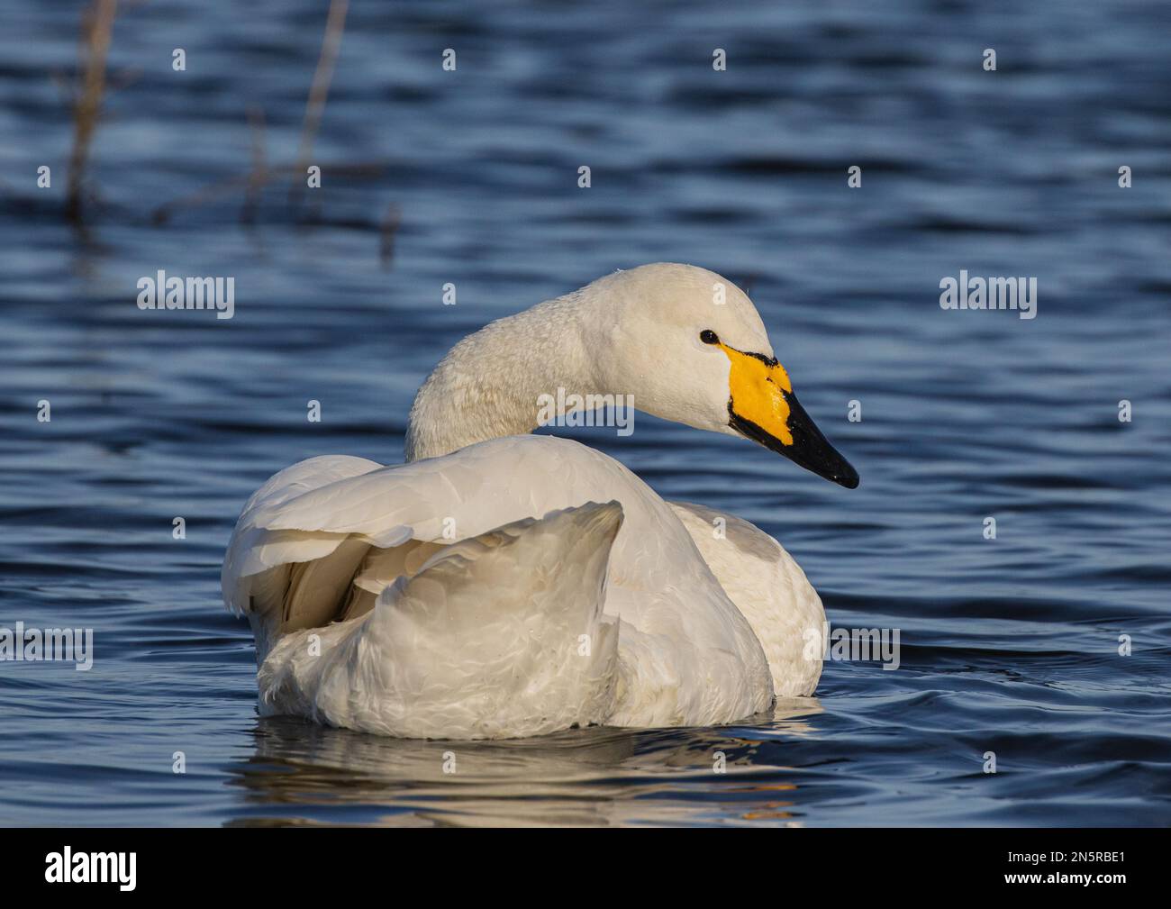 A Whooper Swan(Cygnus cygnus) showing the characteristic beak ...