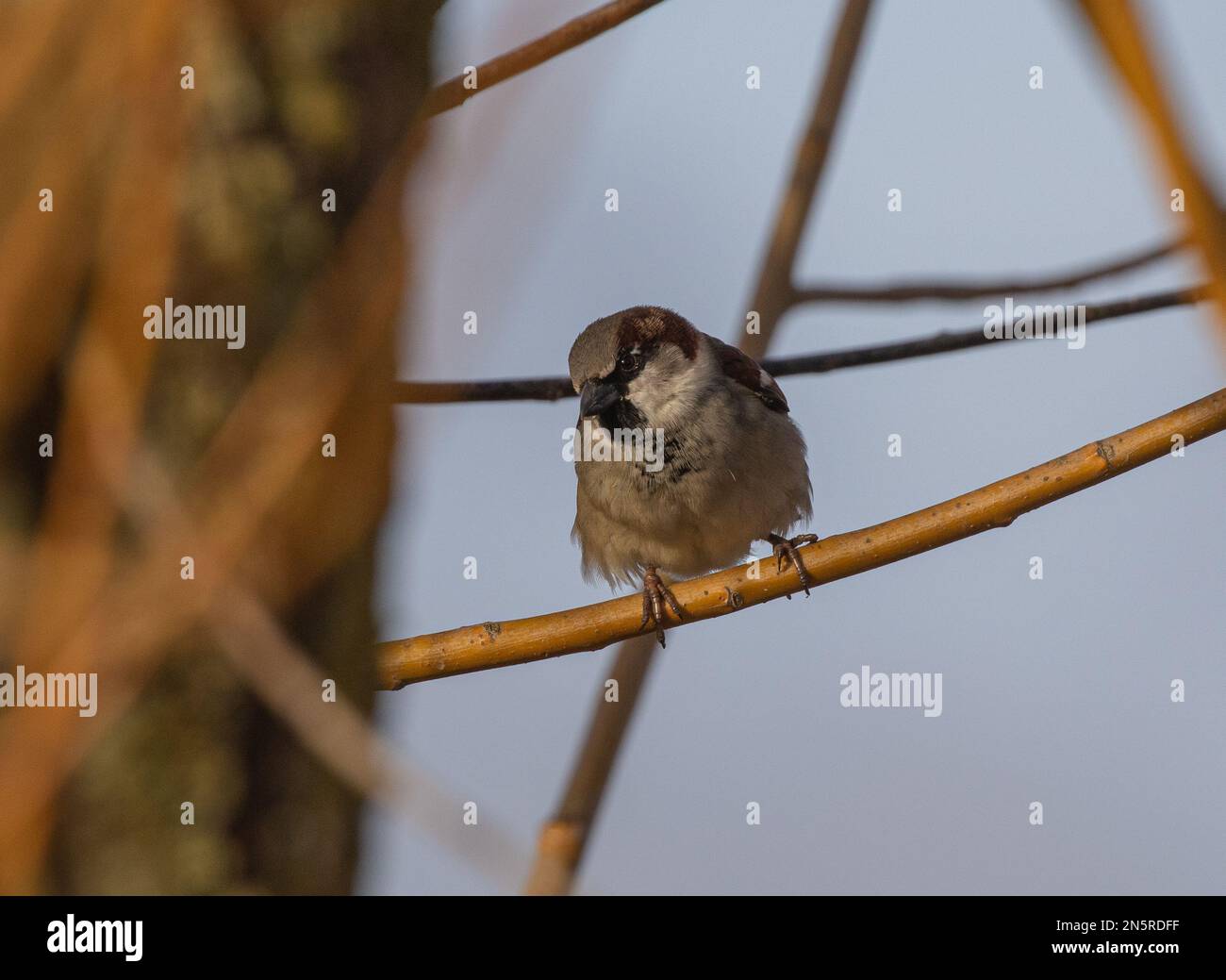 Urban tree sparrow habitat hi-res stock photography and images - Alamy