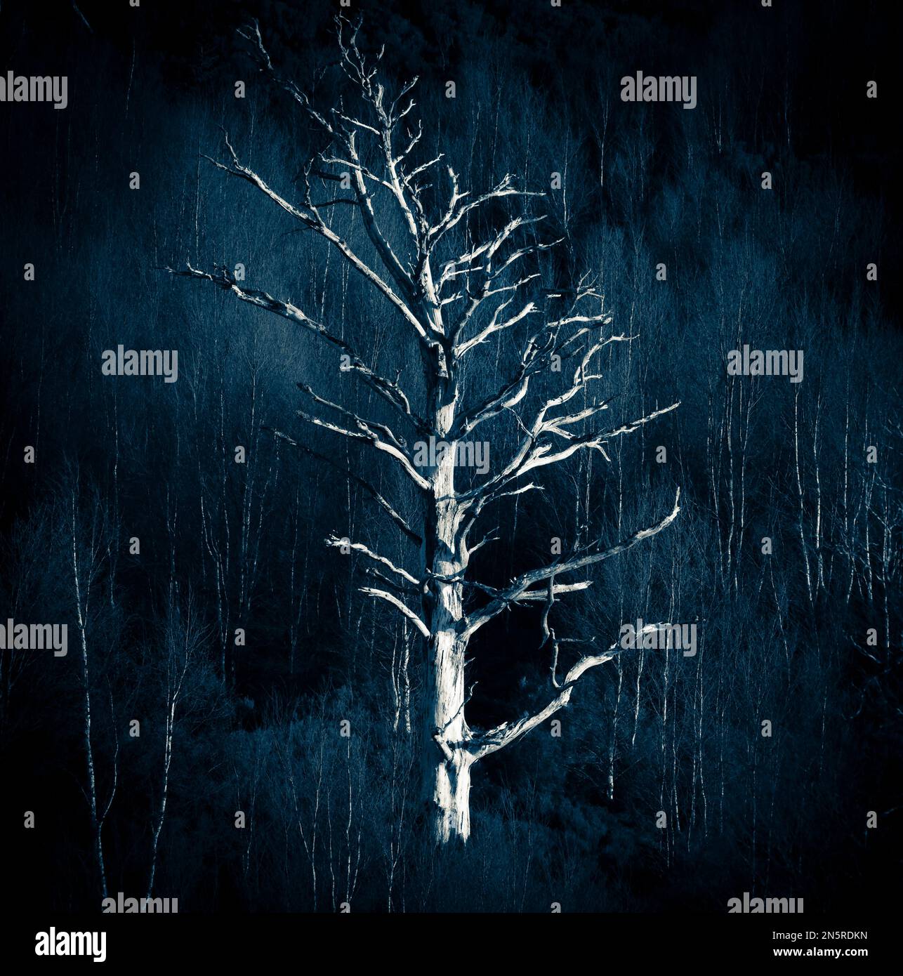 Silver birch trees scotland hi-res stock photography and images - Alamy