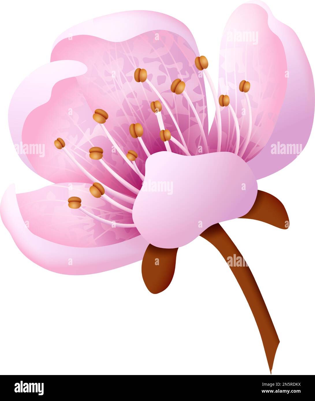 Japanese Cherry Blossom Clip Art