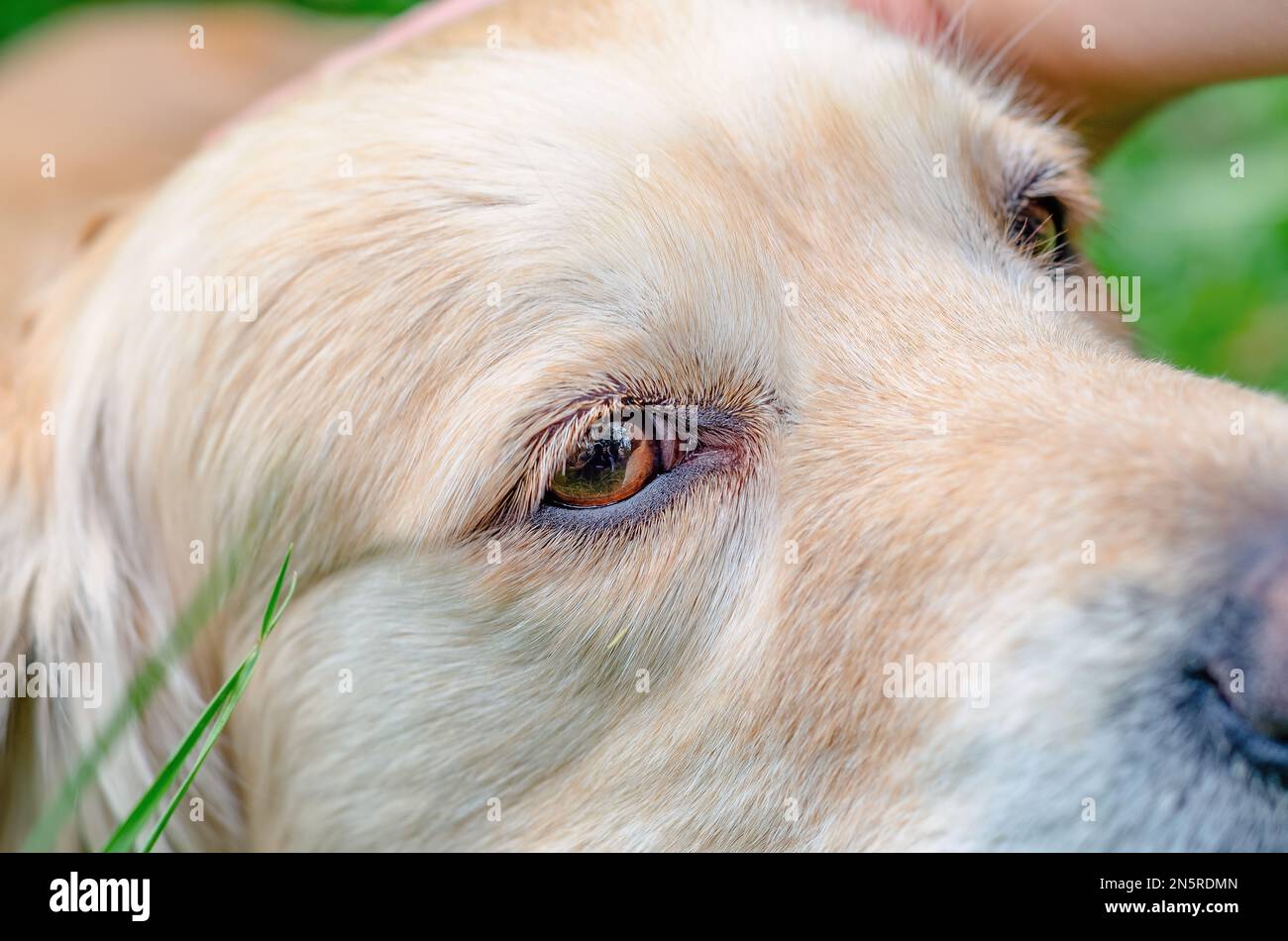 Sad eyes on face of large dog close-up. Melancholy dog. Emotions of ...
