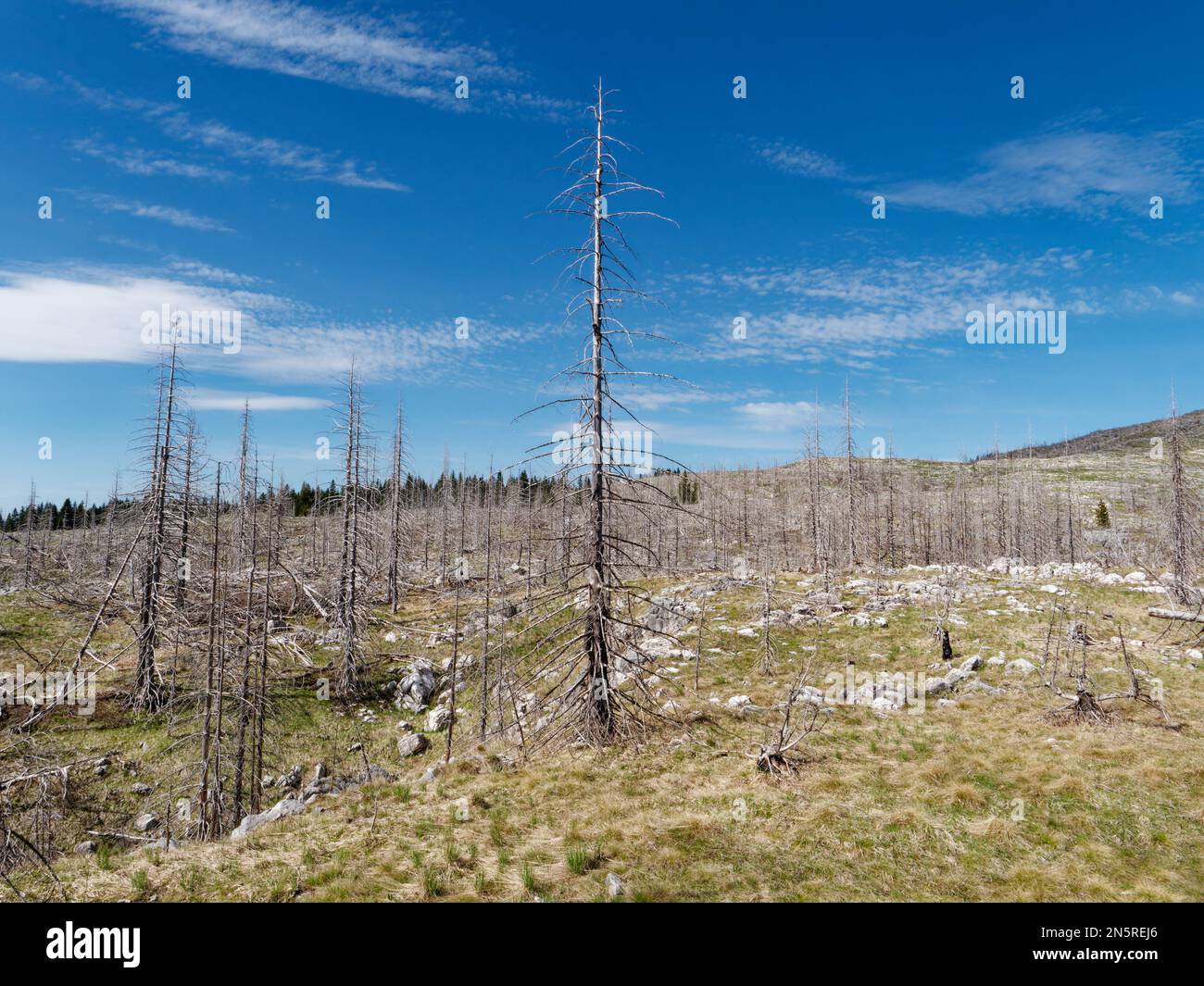 Burned dead forest. Aftermath of a devastating fire. Consequences of ...