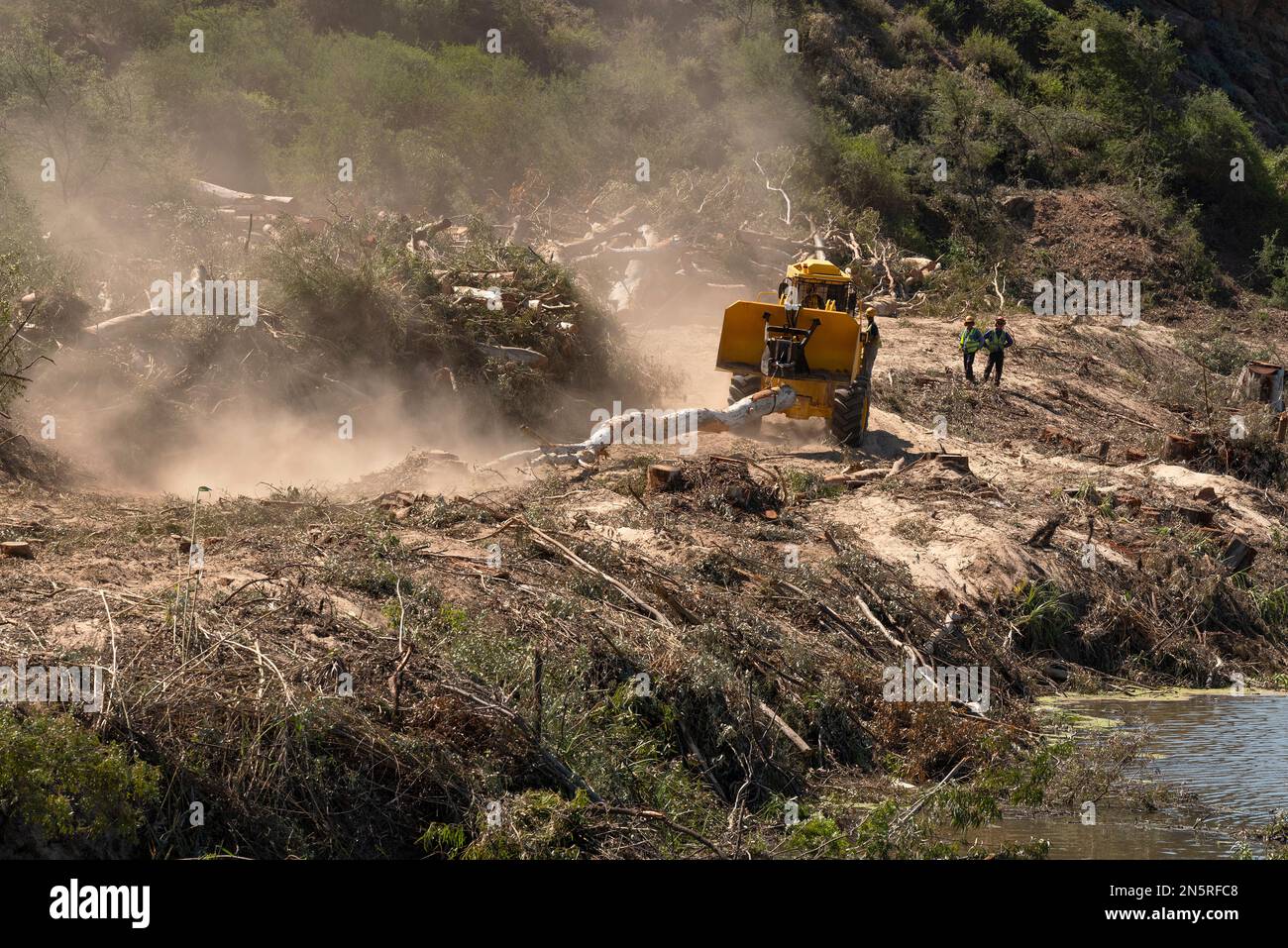 Removing invasive trees hi-res stock photography and images - Alamy