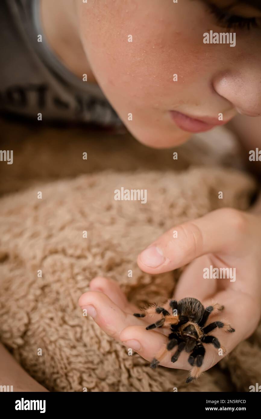 Pet Tarantula Baby