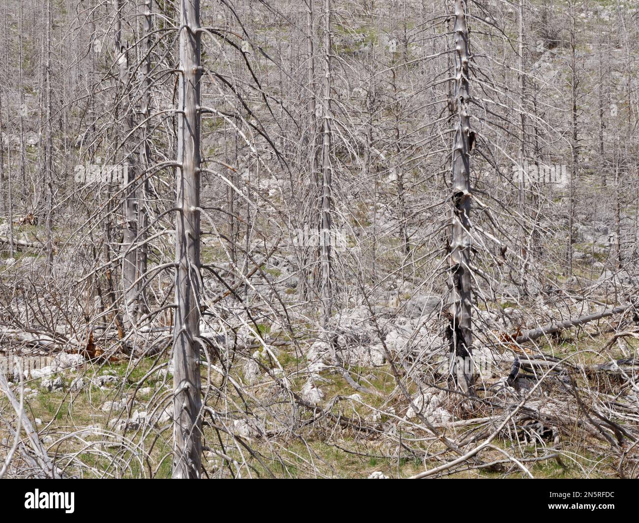 Burned dead forest. Aftermath of a devastating fire. Consequences of ...