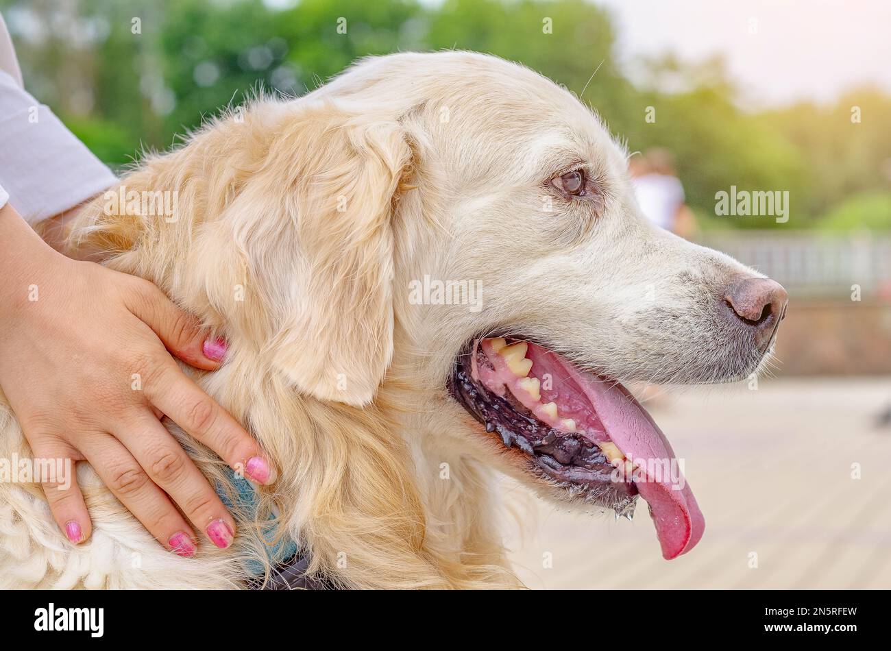 Profile of large white dog. Labrador, long ears, big nose, red tongue ...