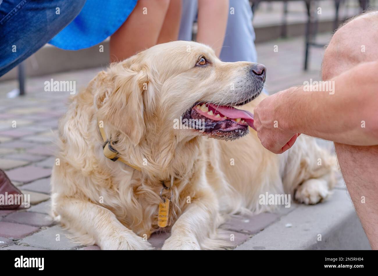 Large beige fluffy dog with cheerful and gentle expression lies in park ...