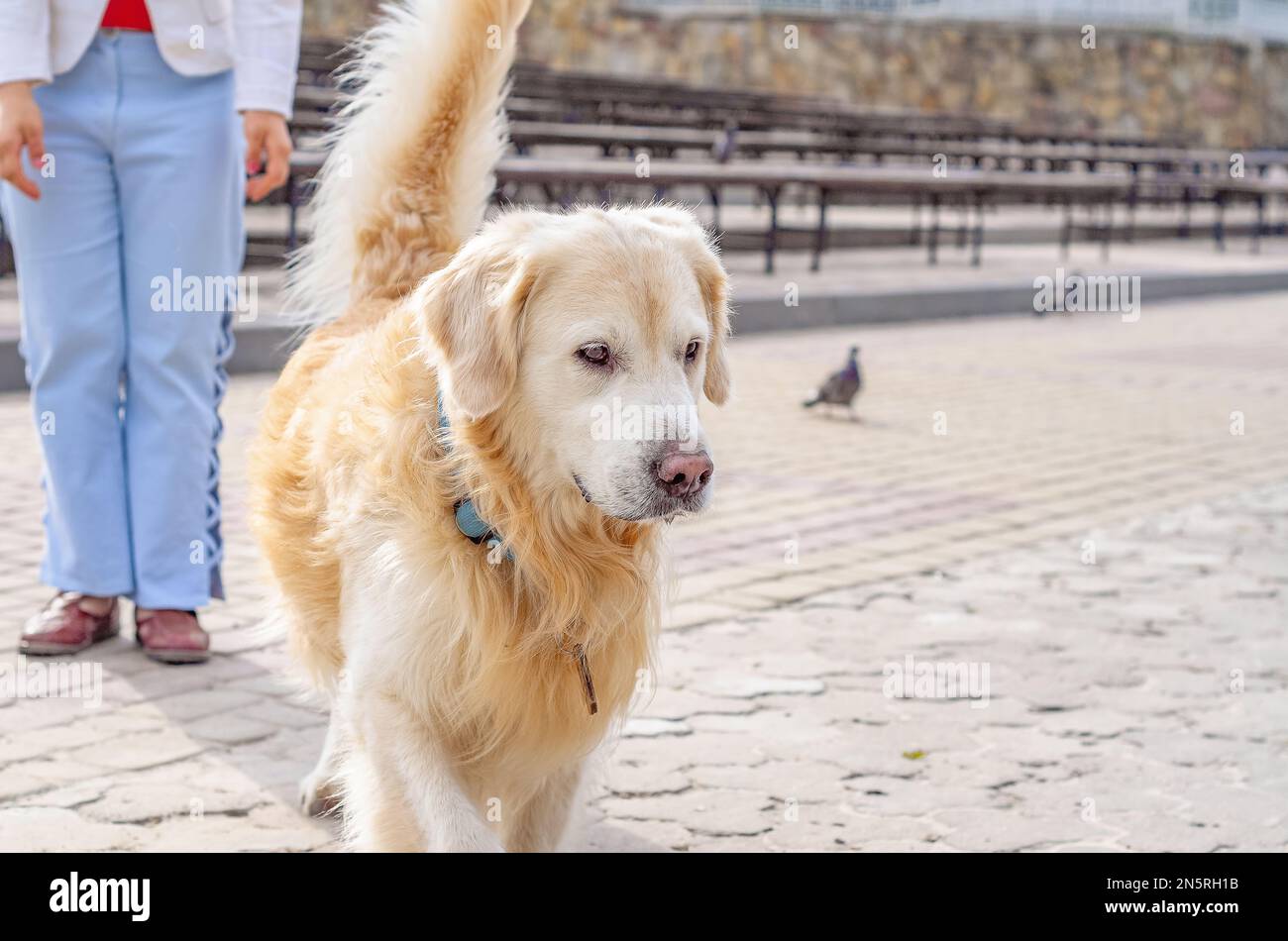 Fluffy beige labrador dog walks in park. Caring for pets, walking Stock ...