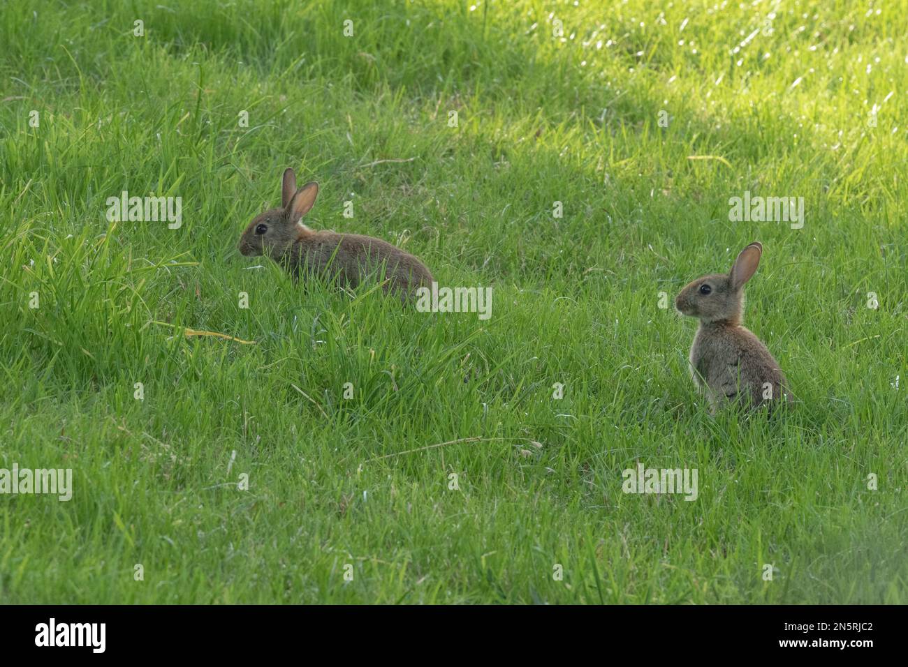 Two wild rabbits in a Yorkshire meadow Stock Photo - Alamy