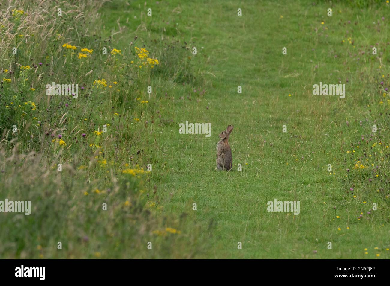 Rabbit sitting up hi-res stock photography and images - Alamy