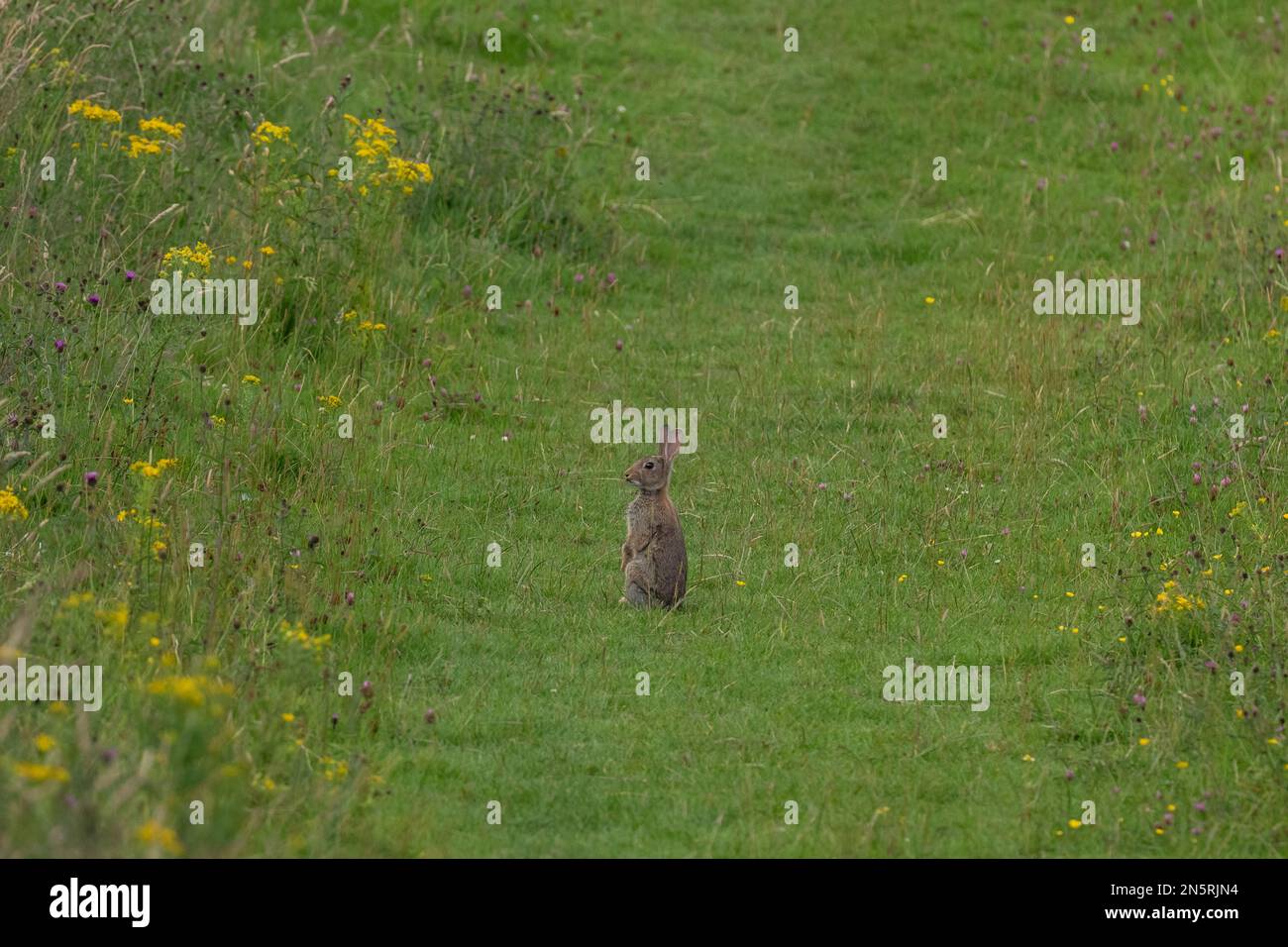 A single wild rabbit (Oryctolagus cuniculus) on a footpath in Yorkshire ...