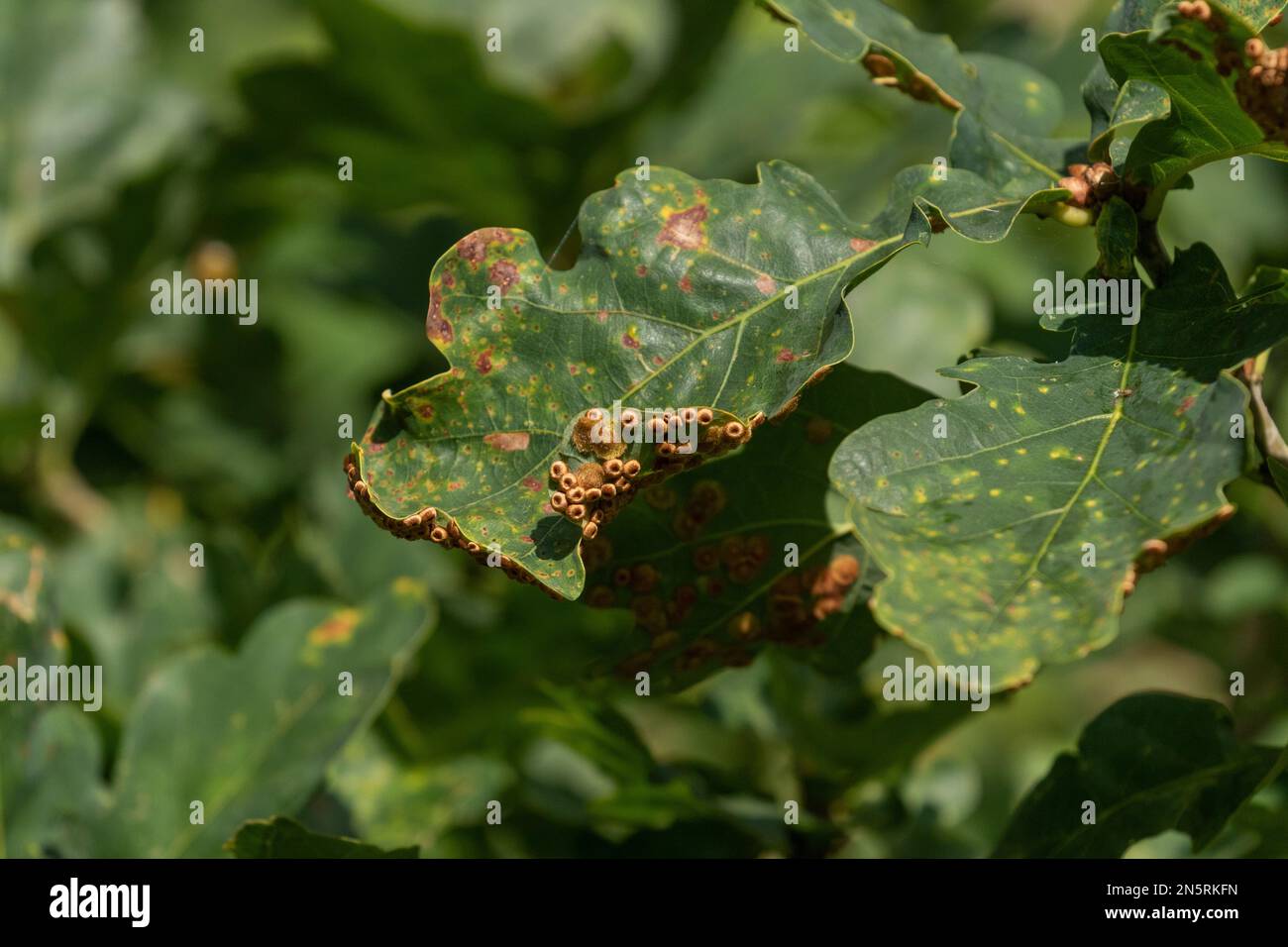 Silk Button Gall Wasp - Neuroterus numismalis - on the underside of ...