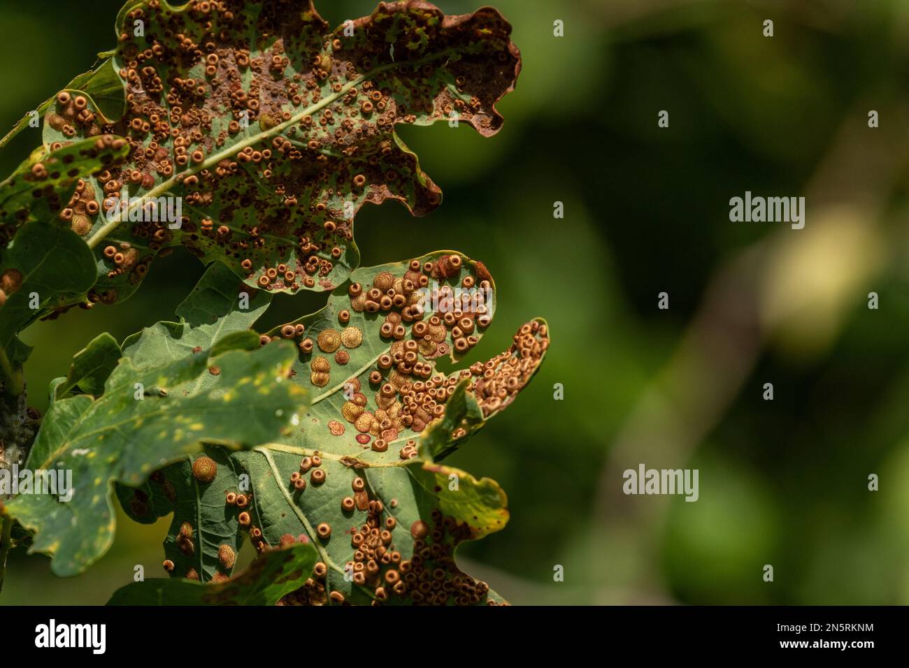 Silk Button Gall Wasp - Neuroterus numismalis - on the underside of ...