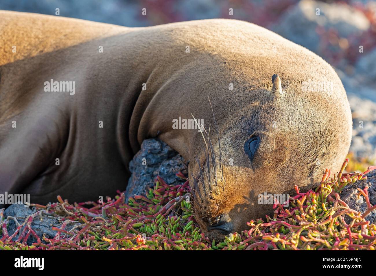 Galapagos Sea Lion (Zalophus wollebaeki) portrait, South Plaza Island ...