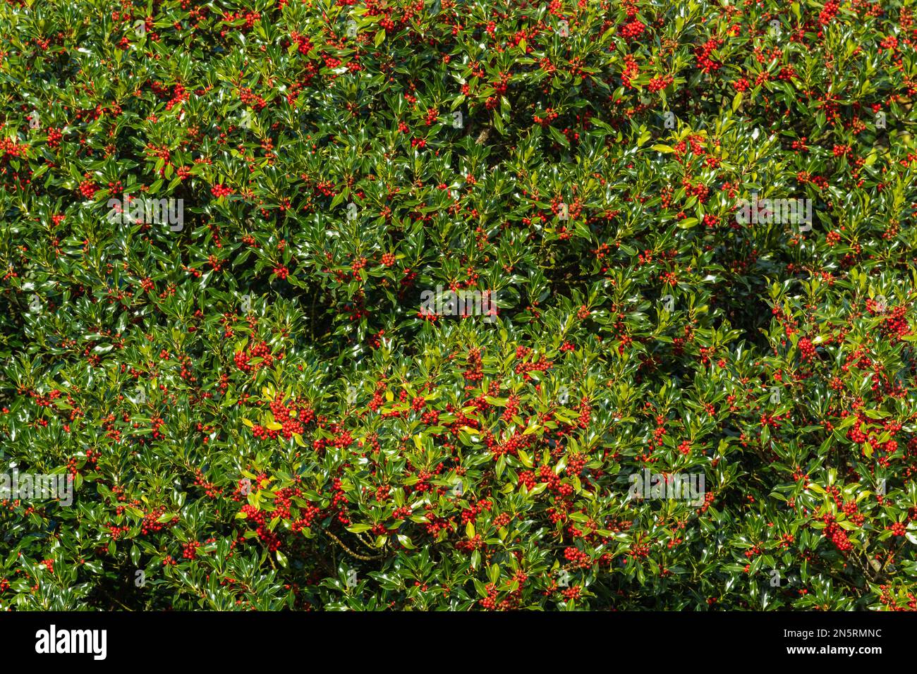 Full of berries hi-res stock photography and images - Alamy