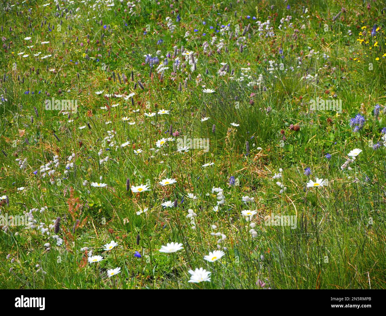 Leucanthemum alpine hi-res stock photography and images - Alamy