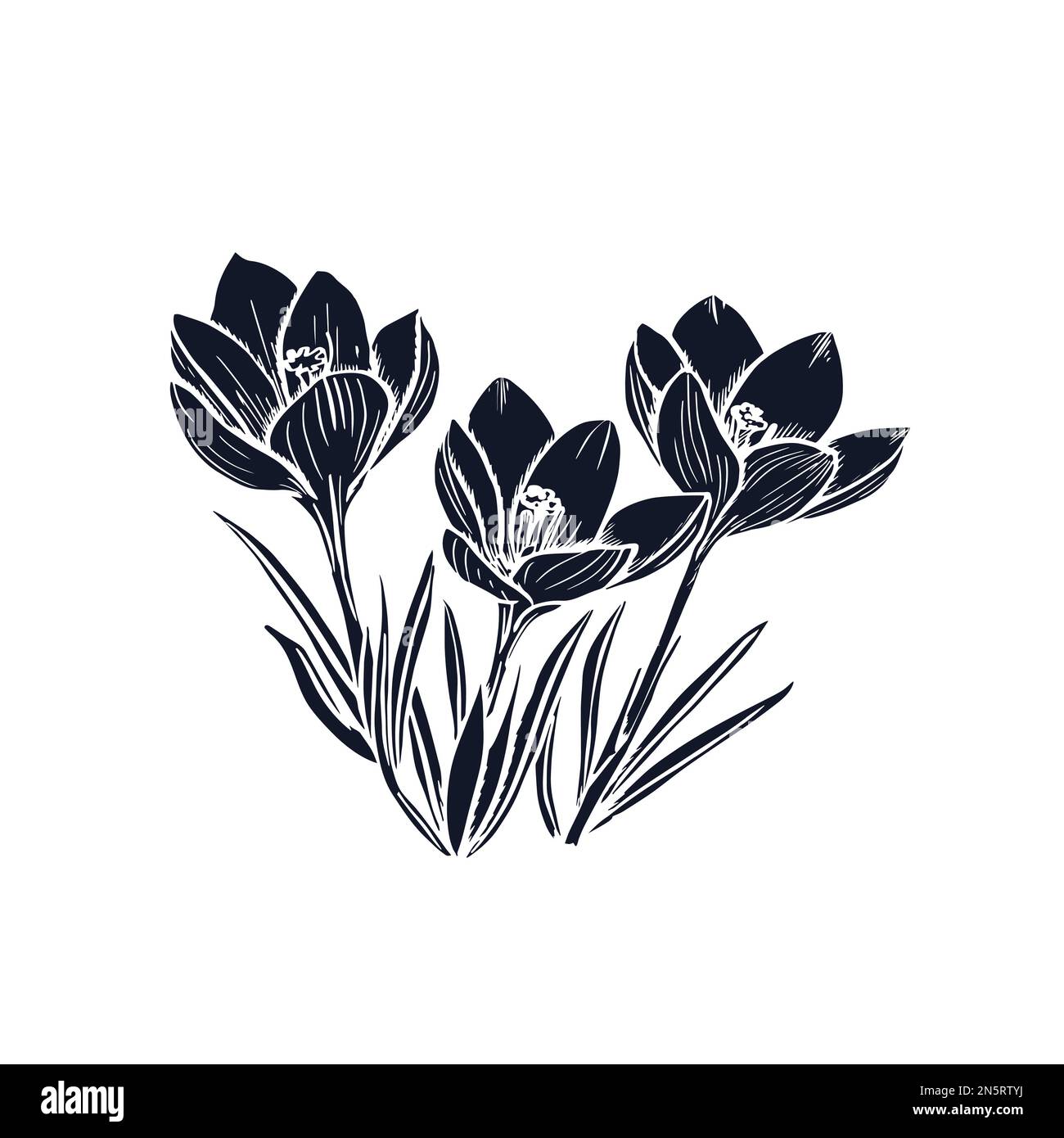 Hand drawn crocus flowers. Elegant vintage card. Black silhouette on ...