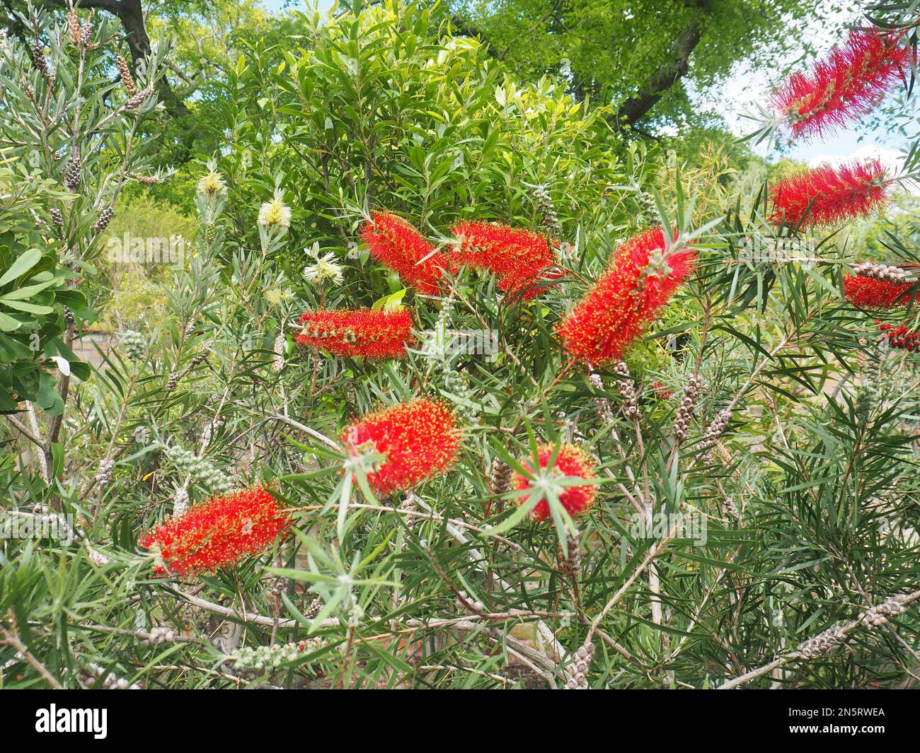 Common bottlebrush hi-res stock photography and images - Alamy