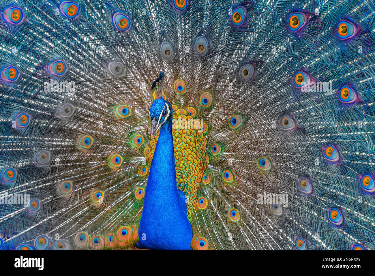 Beautiful peacock with spread feathers Stock Photo - Alamy