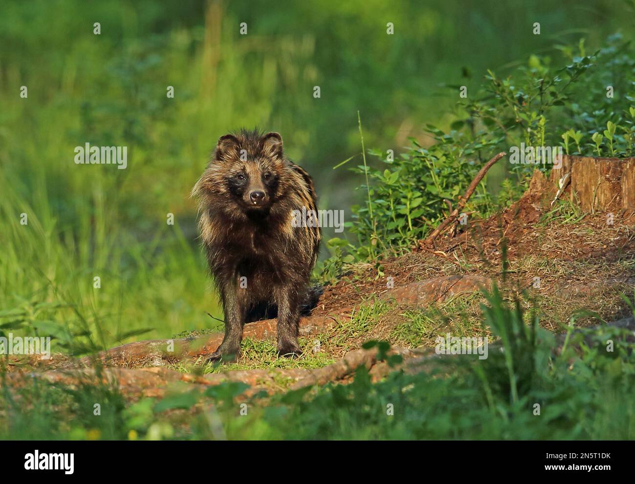 Raccoon Dog (Nyctereutes procyonoides ussuriensis) adult in forest ...