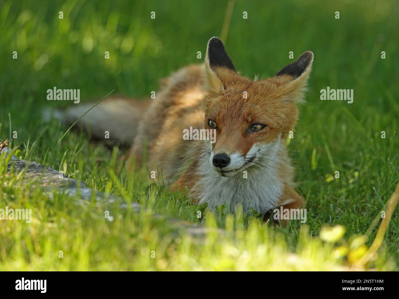 Red Fox (Vulpes vulpes) young adult resting on short grass Saaremaa Island, Estonia June Stock ...