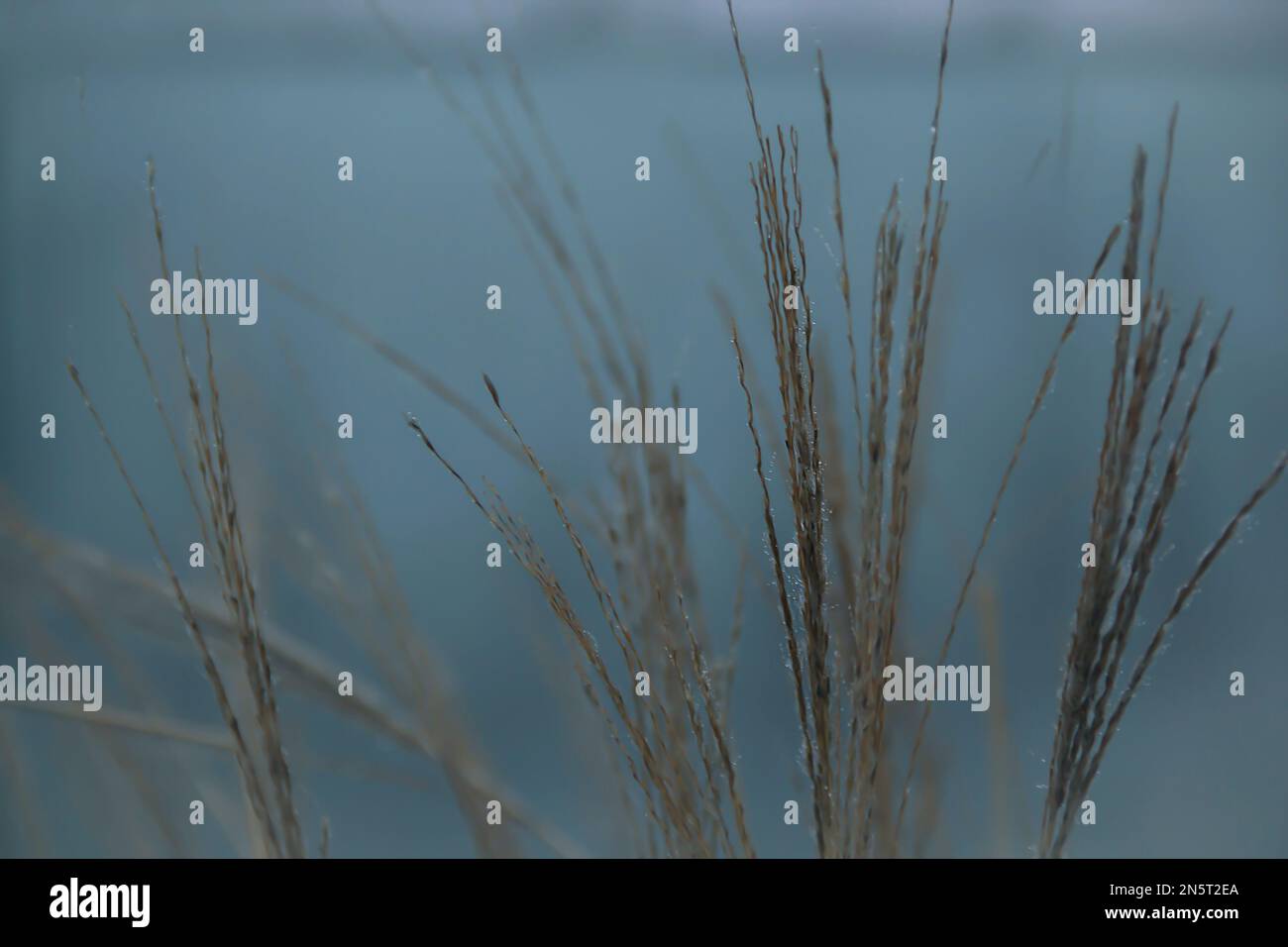 Dry beige grass. Pastel neutral colors. Selective focus Stock Photo - Alamy