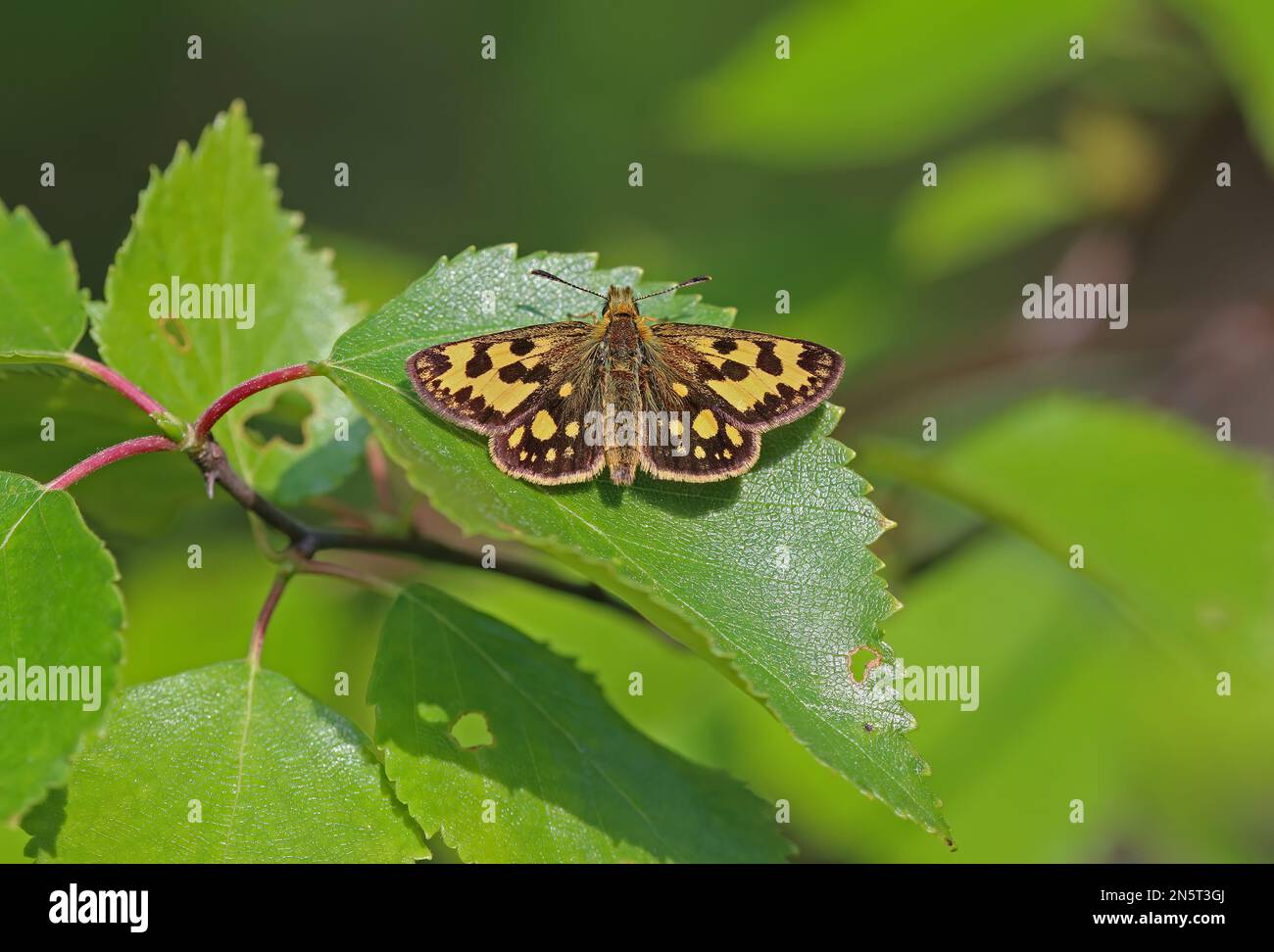 Northern Chequered Skipper (Carterocephalus silviolus) adult at rest on ...