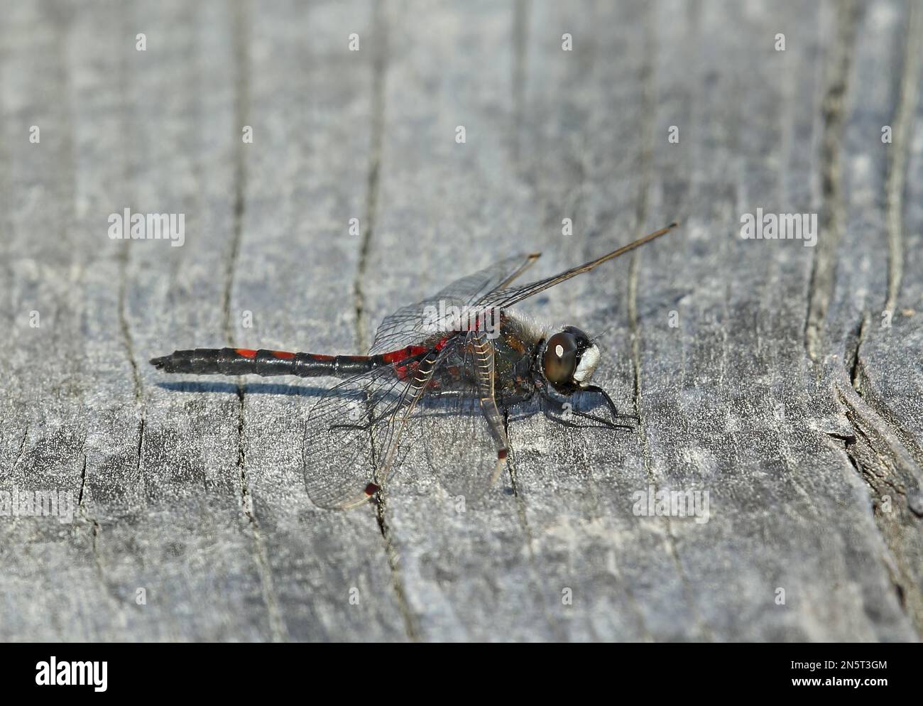 Northern White-faced Darter (Leucorrhinia rubicunda) adult male ar rest ...