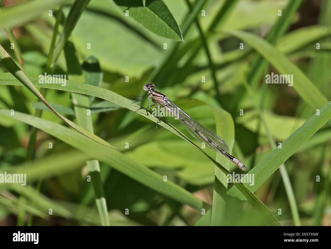 Siberian Winter Damselfly (Sympecma paedisca) adult at rest on blade of ...