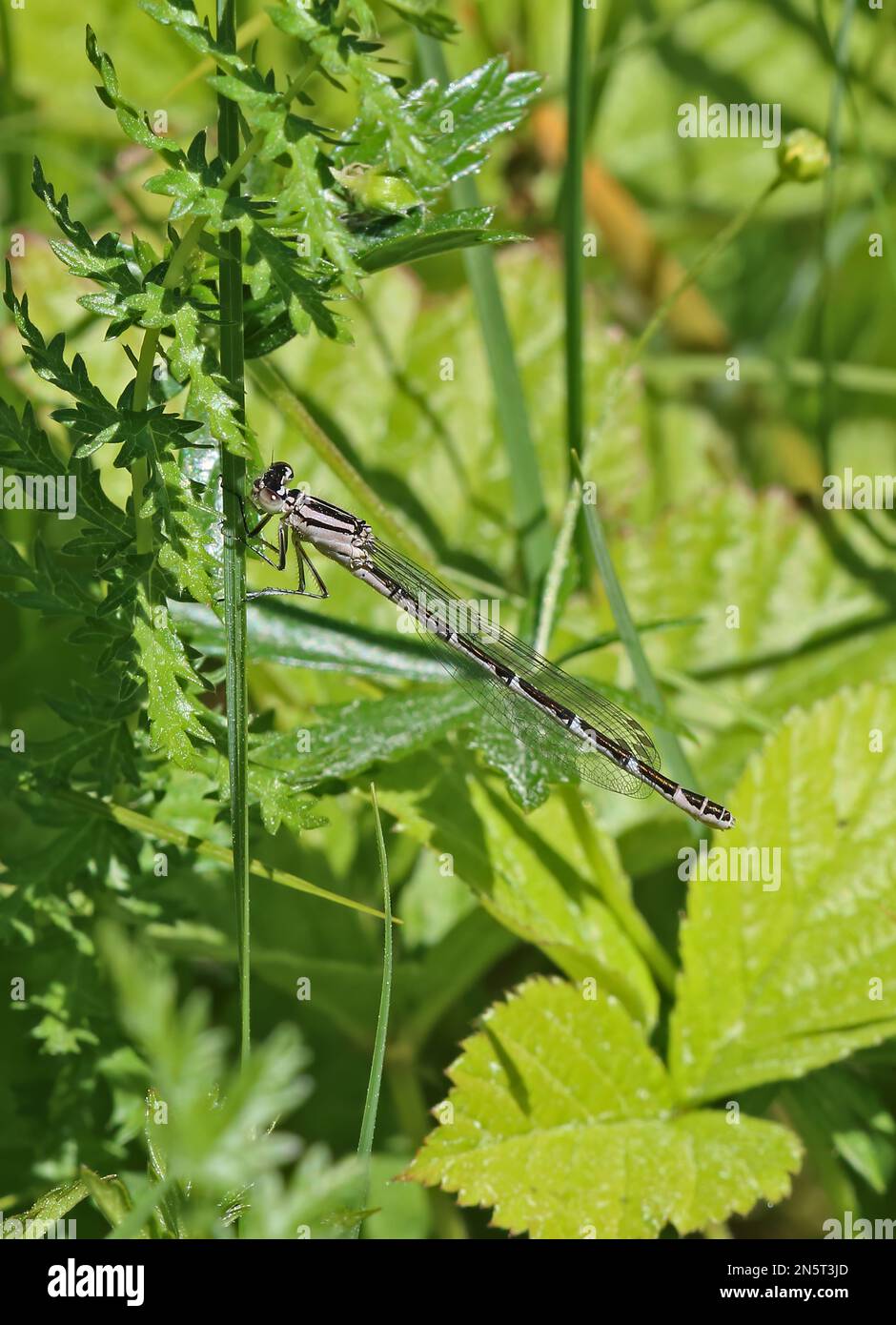 Siberian Winter Damselfly (Sympecma paedisca) adult at rest on blade of ...