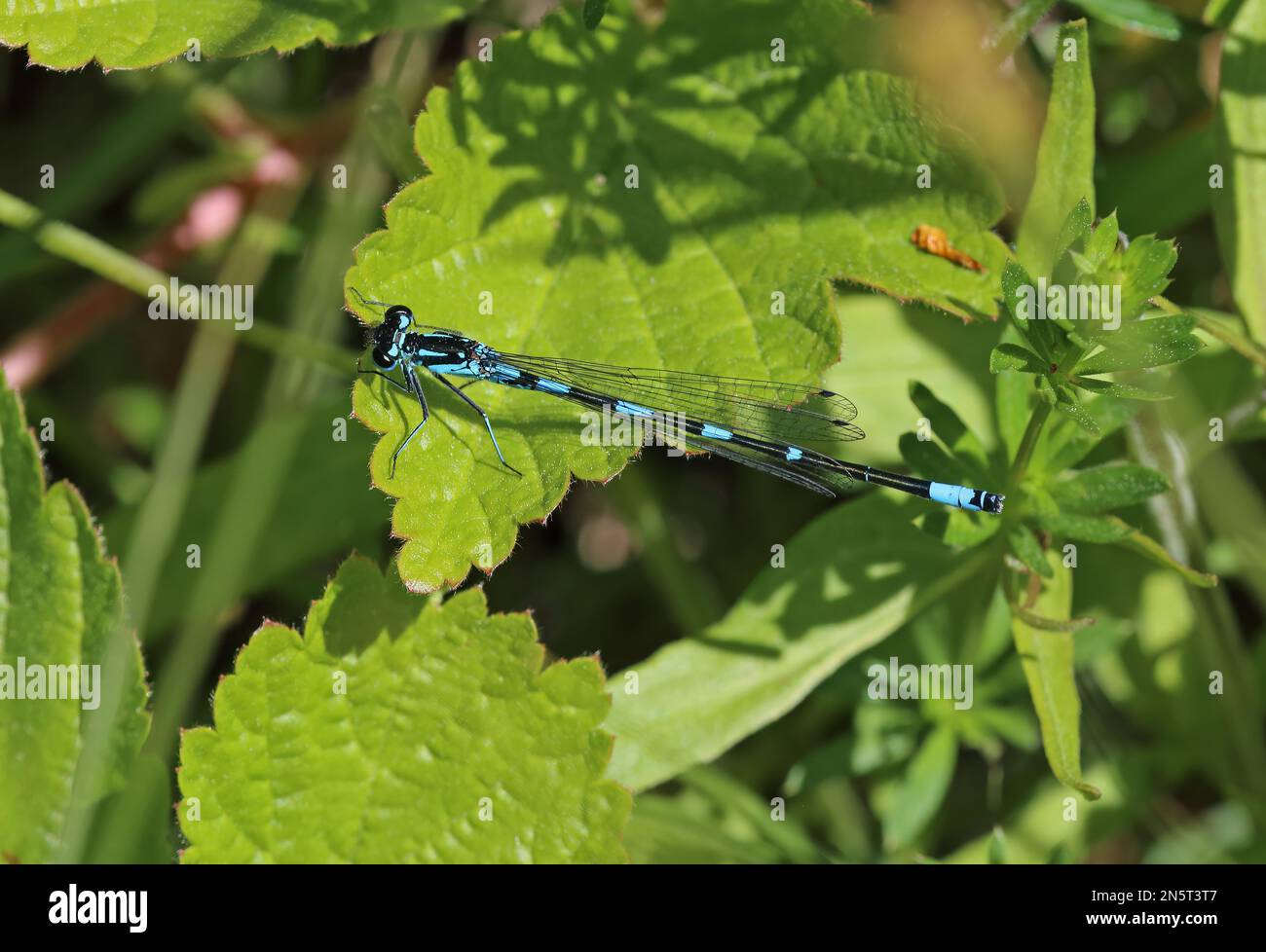Variable damselfly on leaf hi-res stock photography and images - Alamy