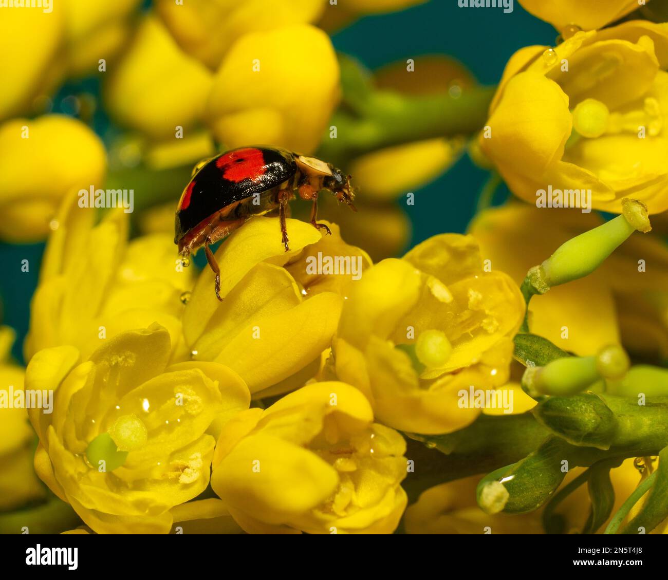 Closeup of Ladybird (Coccinellidae) on bright yellow mahonia Japonica ...