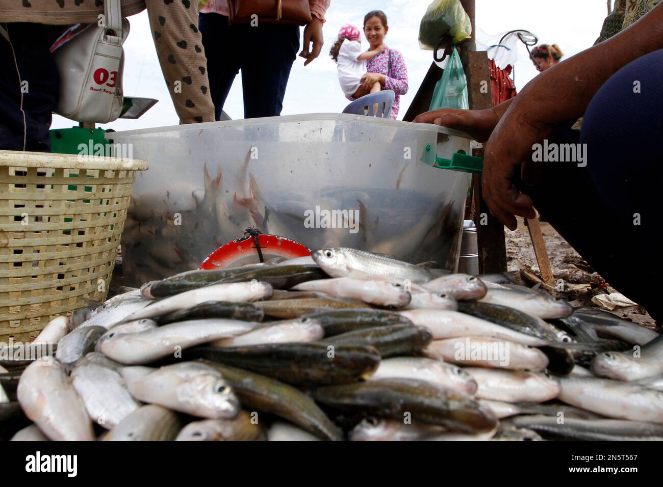 Cambodian villagers buy fish to make a traditional pickled fish ...