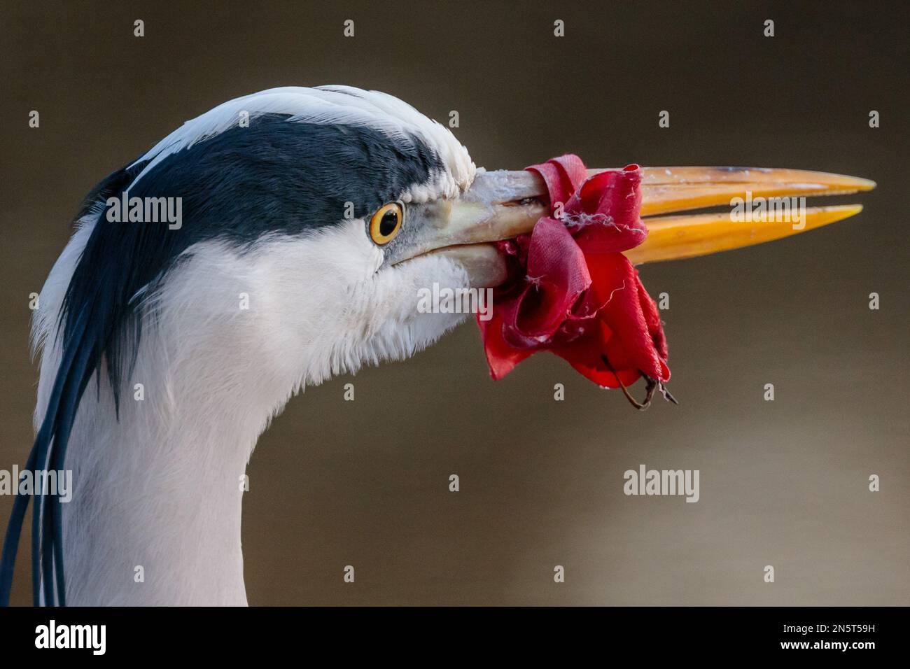 Barn Hill, Wembley, UK. 9th February 2023. Devastating to see this Grey ...