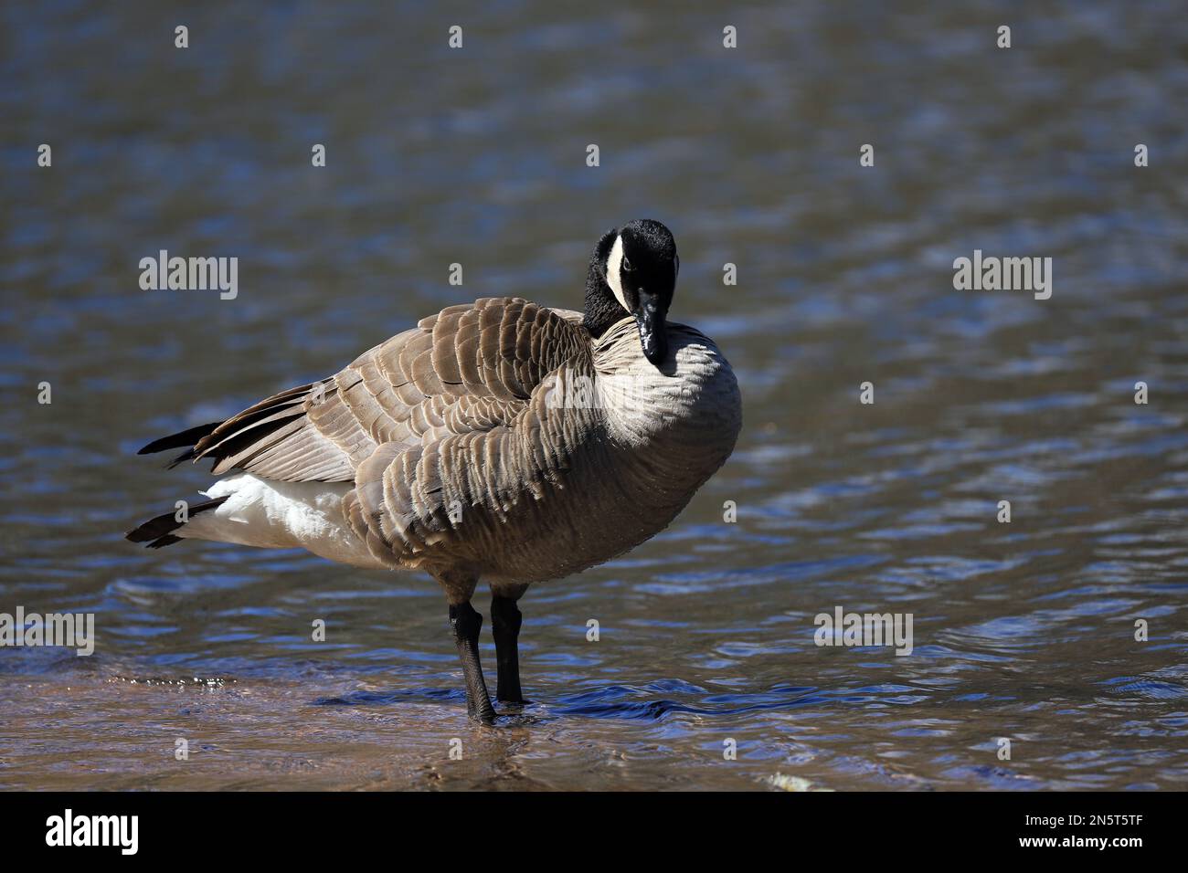 Canada goose standing on the bank of a blue watered Jerusalem Pond on a ...
