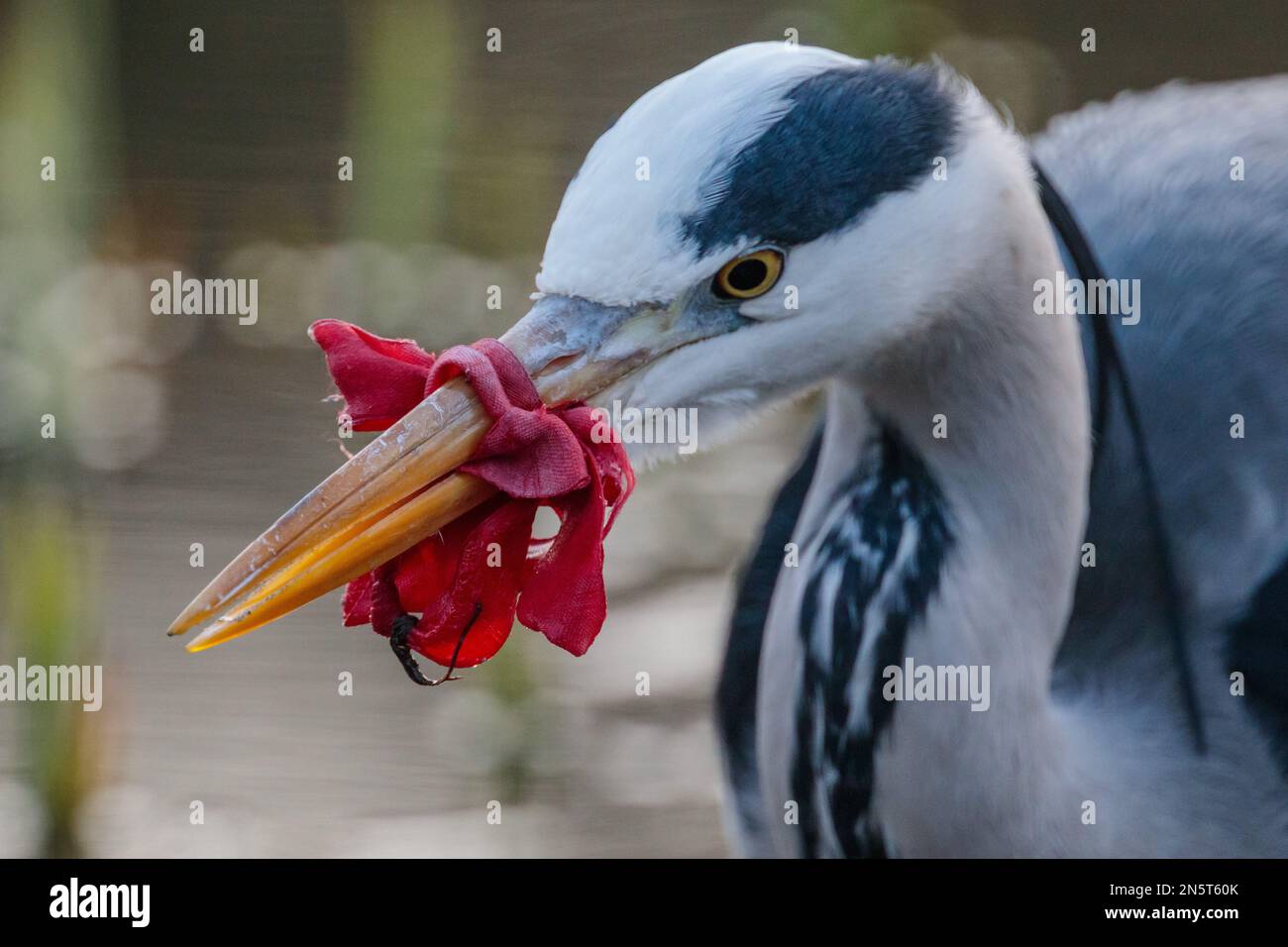 Barn Hill, Wembley, UK. 9th February 2023. Devastating to see this Grey ...