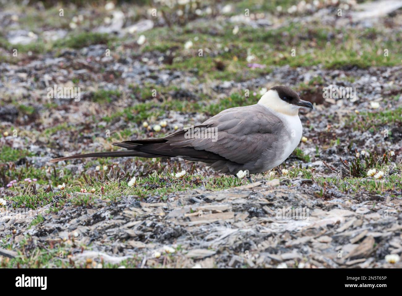 long-tailed skua or long-tailed jaeger, Stercorarius longicaudus ...