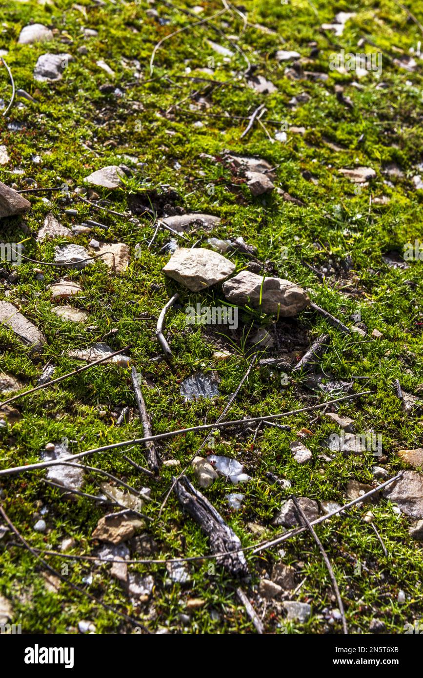 Verdigris texture hi-res stock photography and images - Alamy