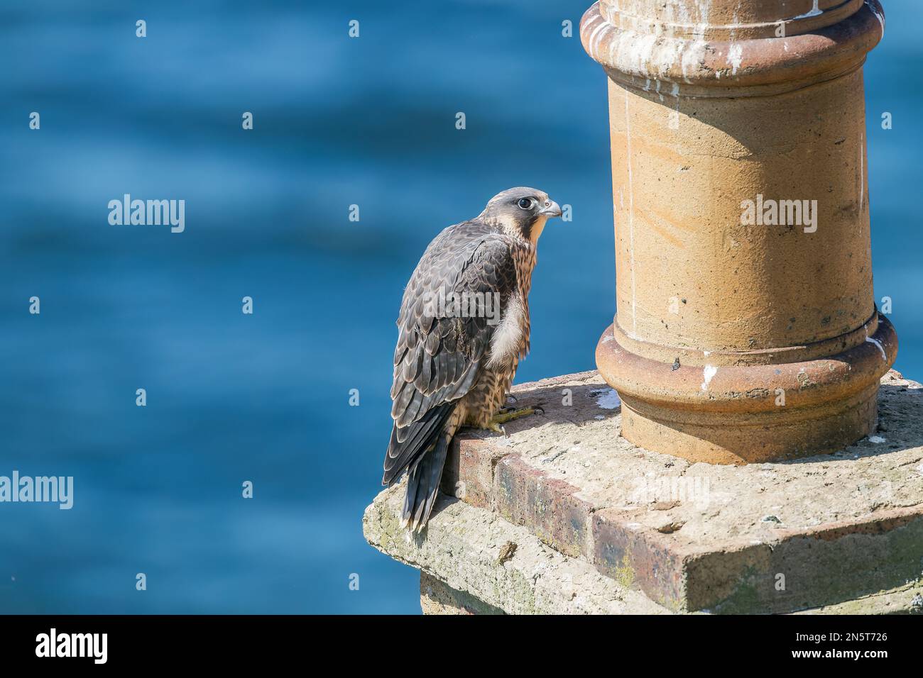 peregrine falcon, Falco peregrinus, single juvenile bird perched on ...