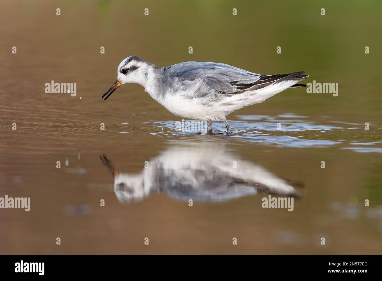 red phalarope or grey phalarope, Phalaropus fulicarius, single bird in ...