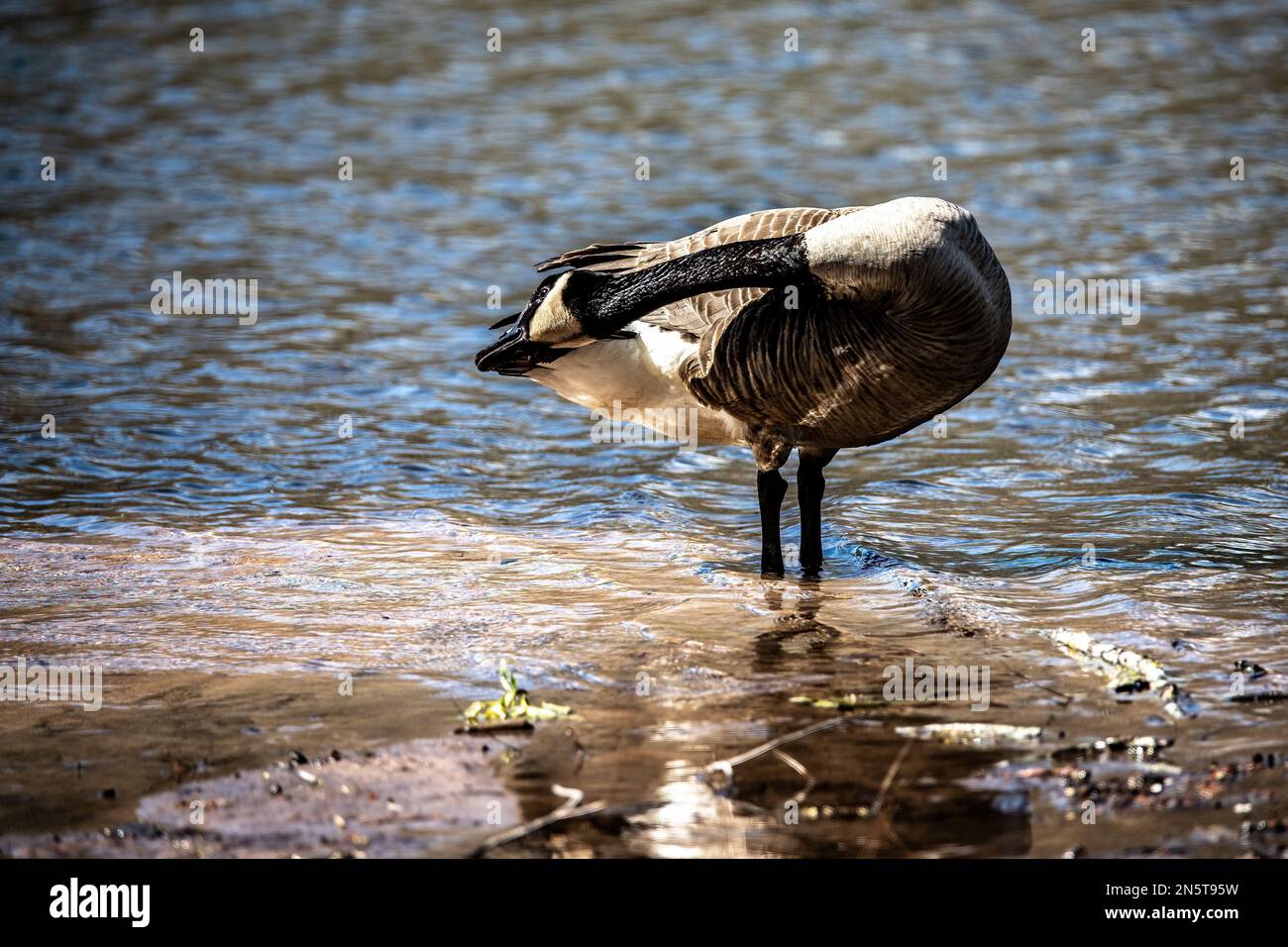 Canada goose preening feathers standing hi-res stock photography and ...