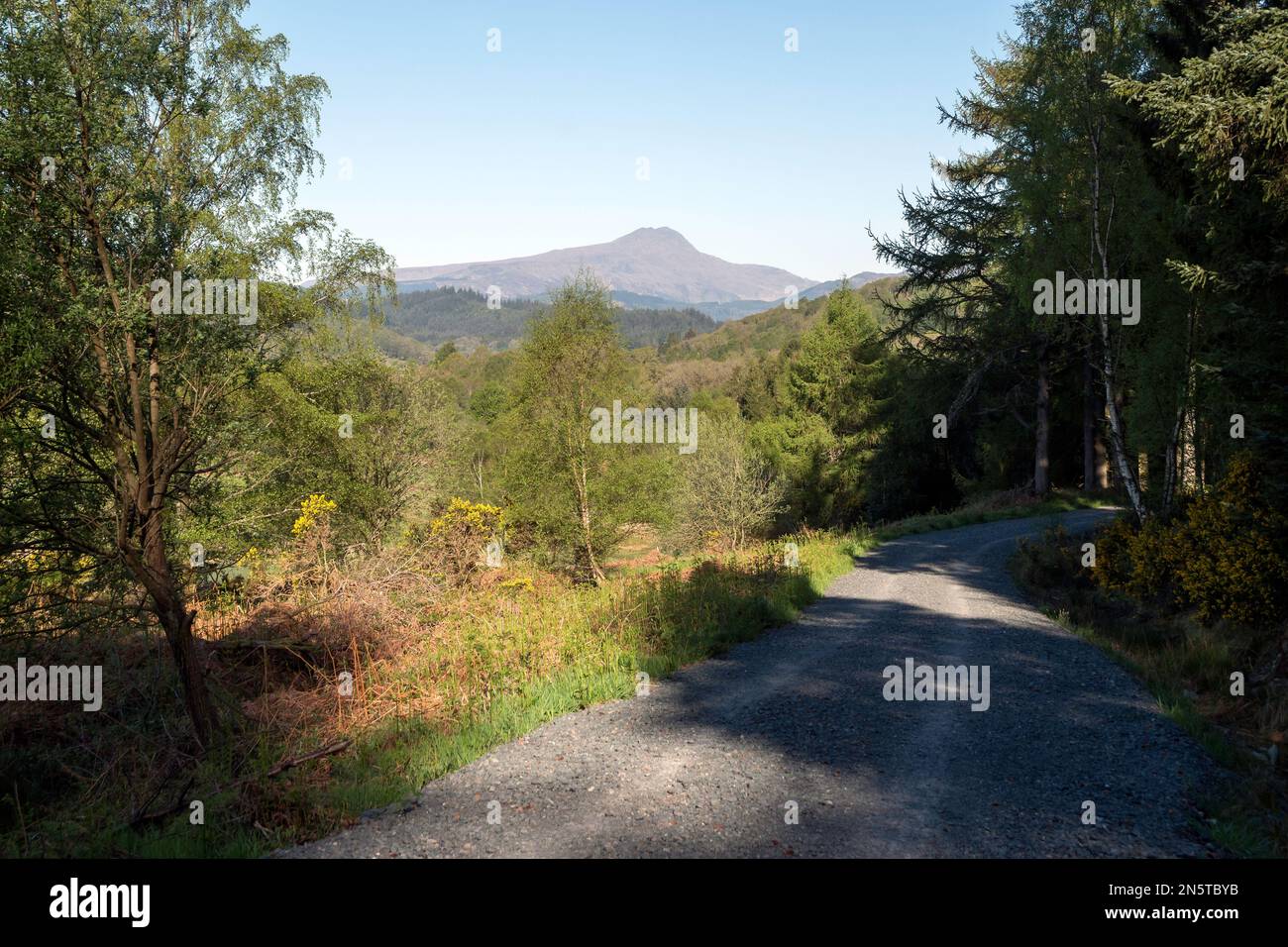 Ben Lomond, seen from the Rob Roy Way walking trail near Aberfoyle in ...
